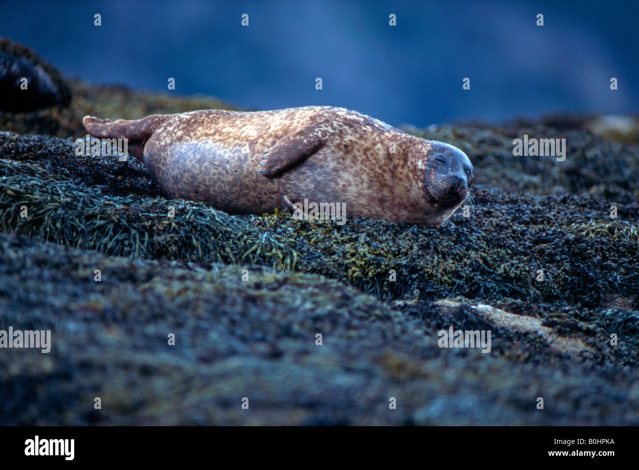 Grey Seal or Atlantic Gray Seal (Halichoerus grypus), Isle of Skye ...