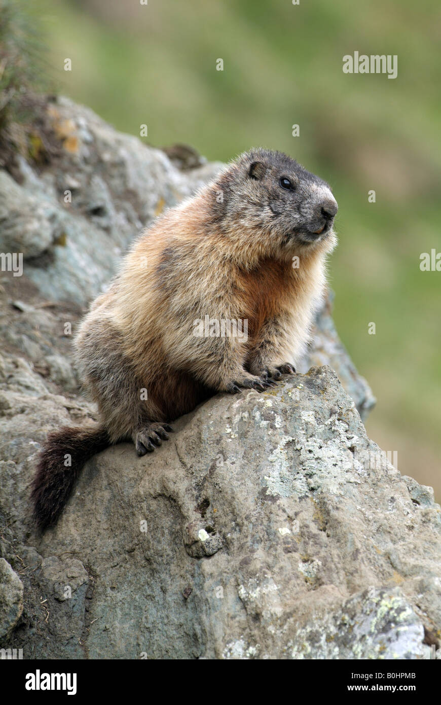 Alpine Marmot (Marmota marmota), Hohe Tauern National Park, Carinthia ...