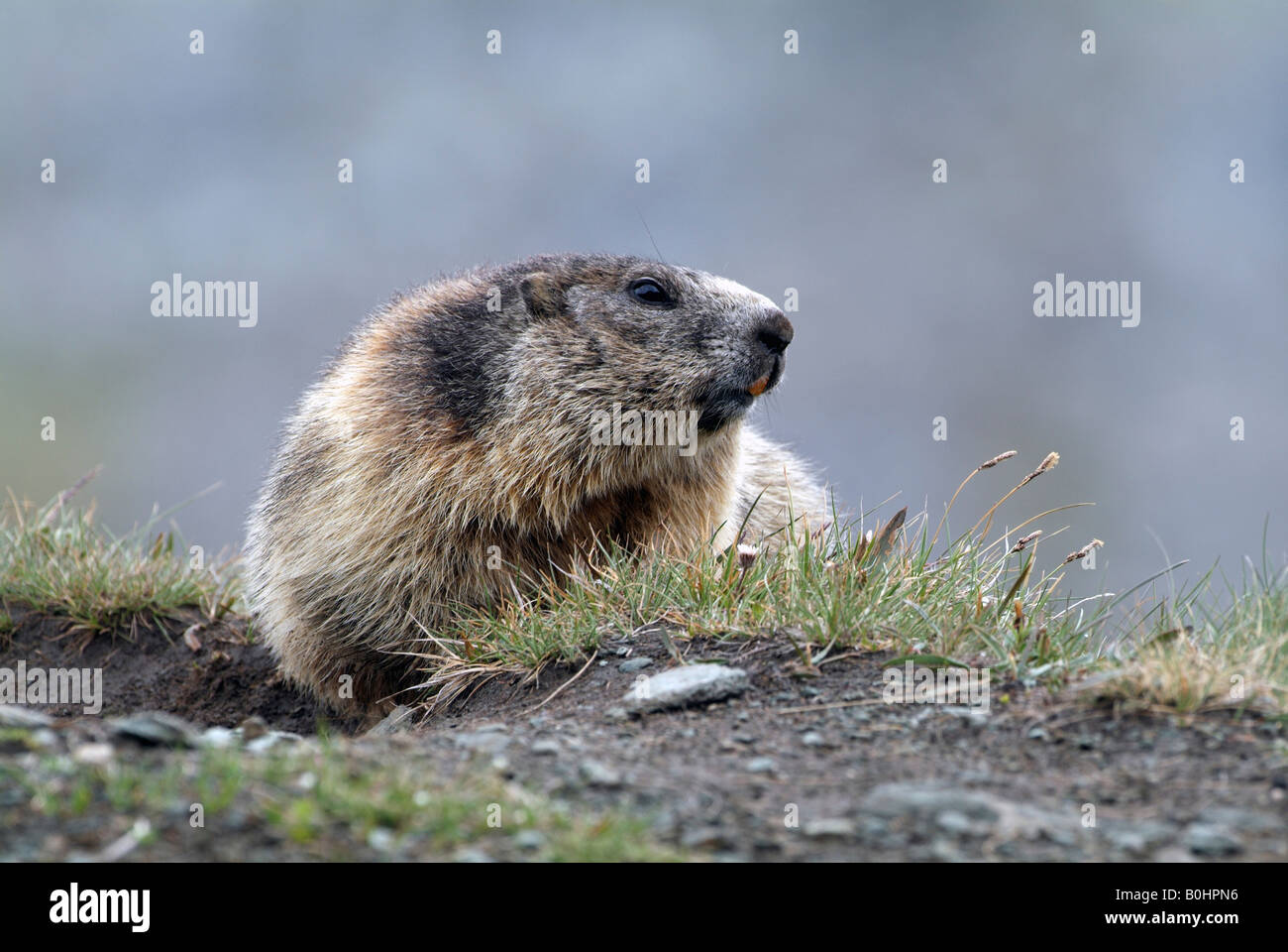 Alpine Marmot (Marmota marmota), Hohe Tauern National Park, Carinthia ...