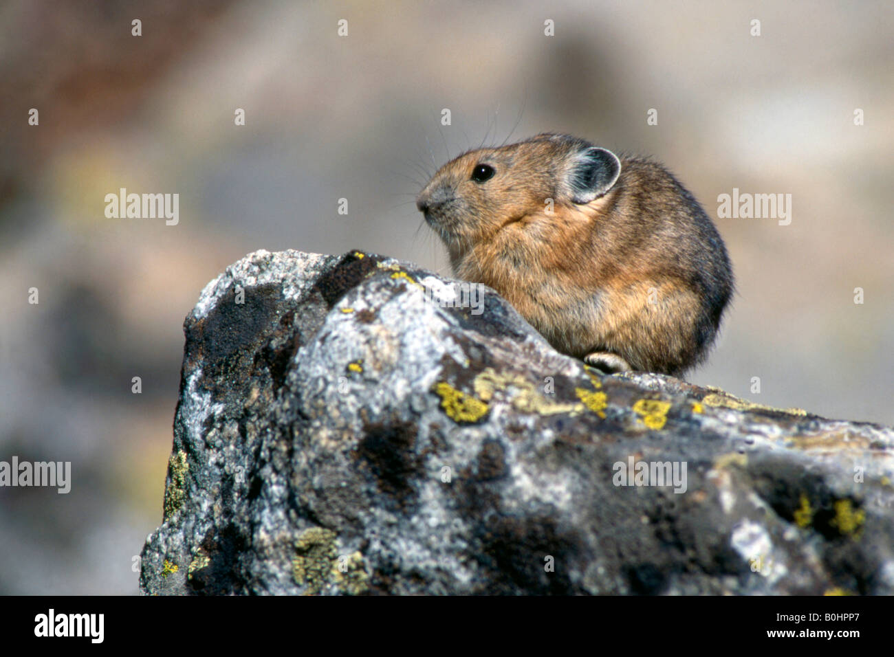 American Pika (Ochotona princeps), Yellowstone National Park, Wyoming ...