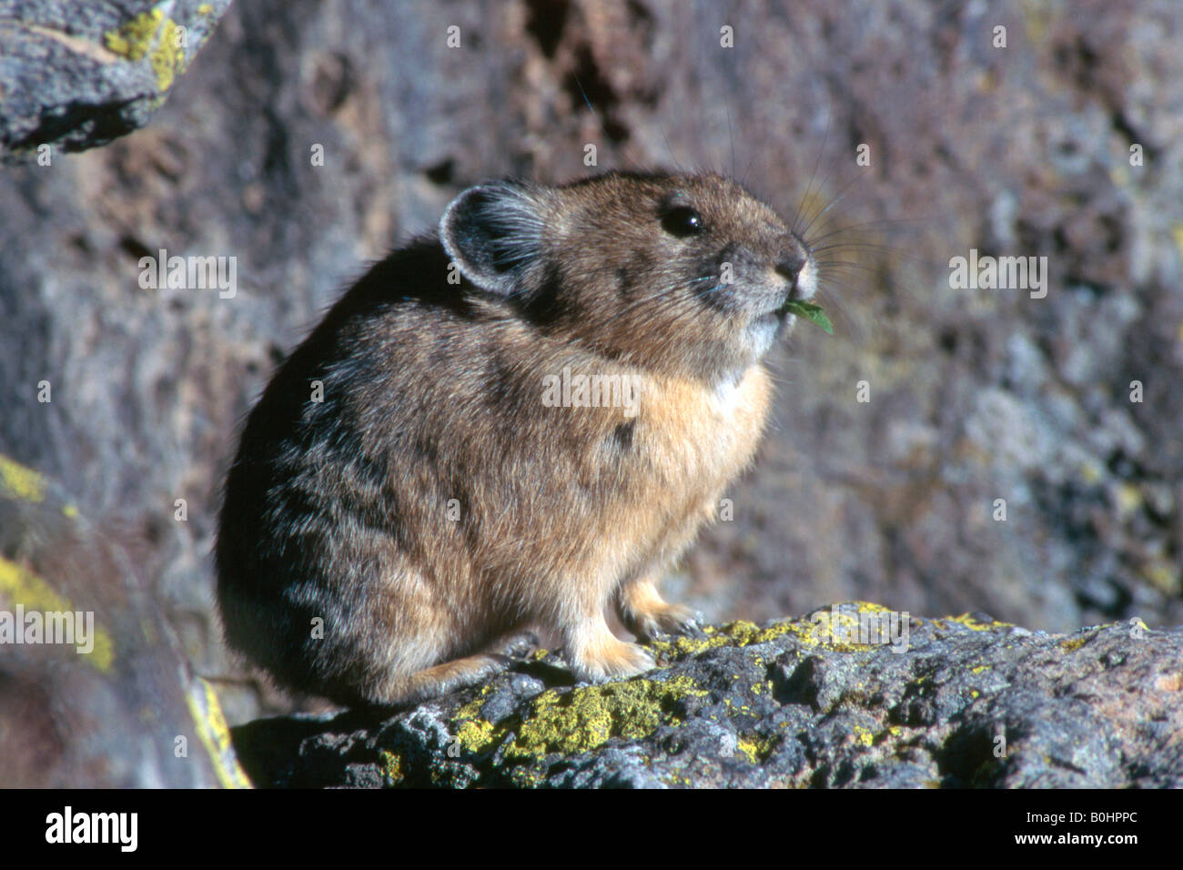 American Pika (Ochotona princeps), Yellowstone National Park, Wyoming ...