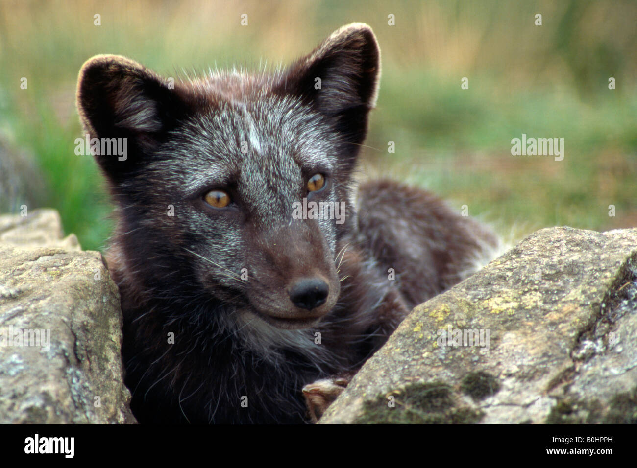 Arctic fox hi-res stock photography and images - Alamy