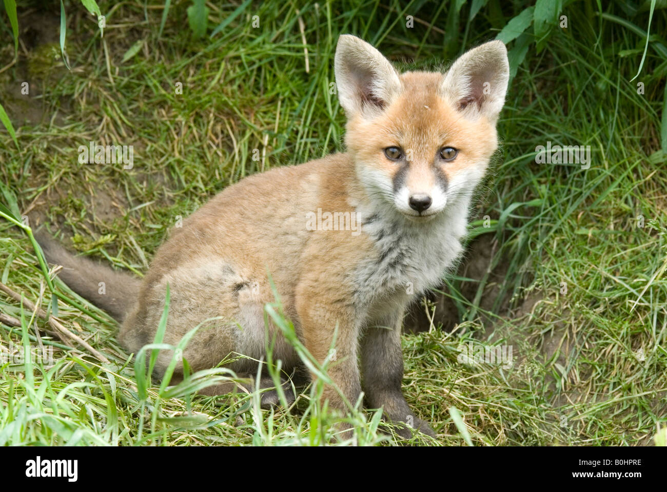 Young Red Fox (Vulpes vulpes), Thaur, Tyrol, Austria, Europe Stock ...