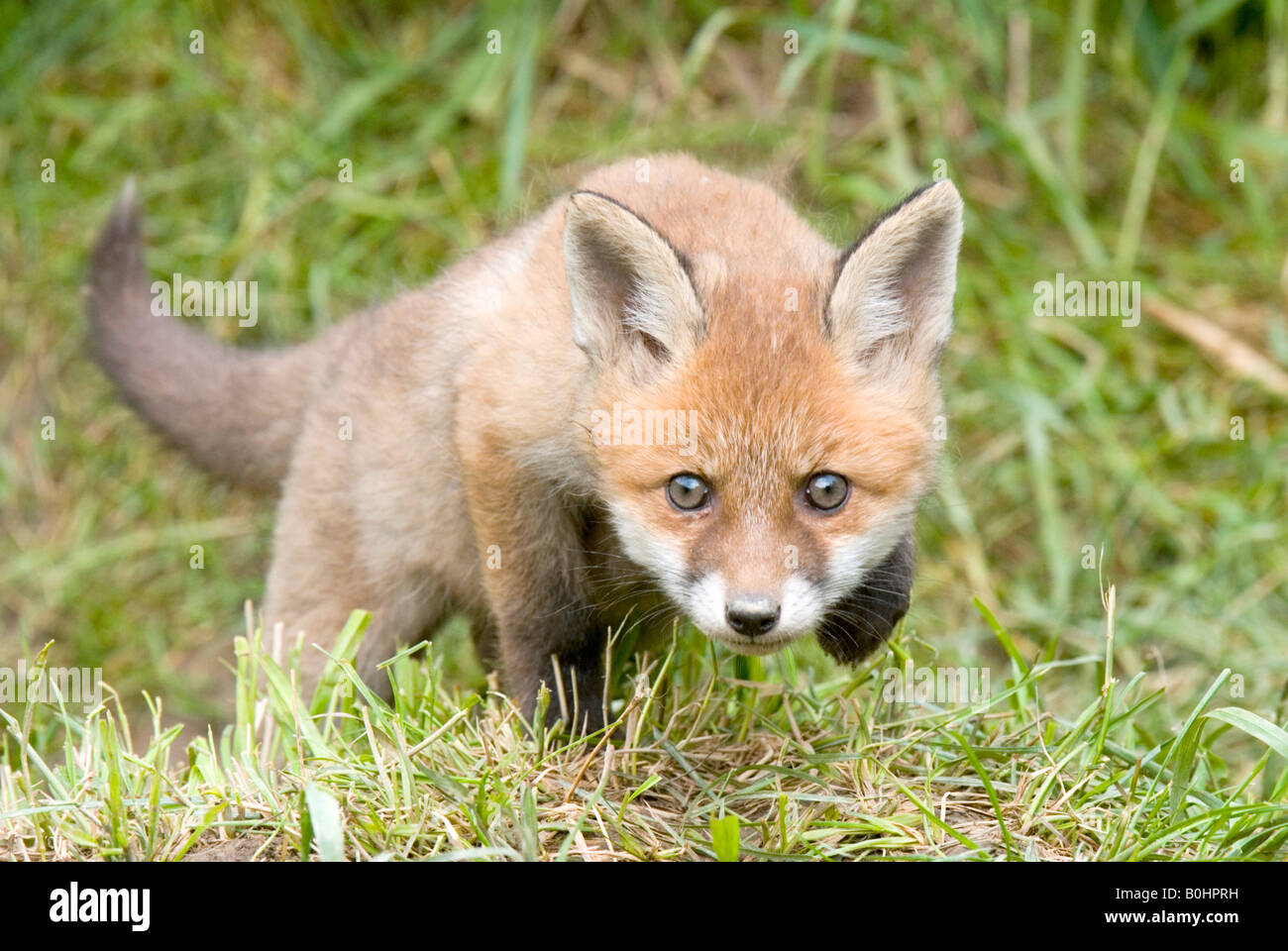 Young Red Fox (Vulpes vulpes) stalking in the grass, Thaur, Tyrol ...