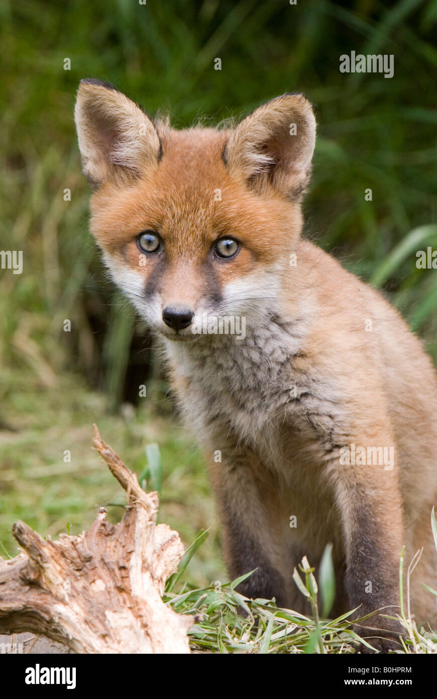 Young Red Fox (Vulpes vulpes), Thaur, Tyrol, Austria, Europe Stock ...