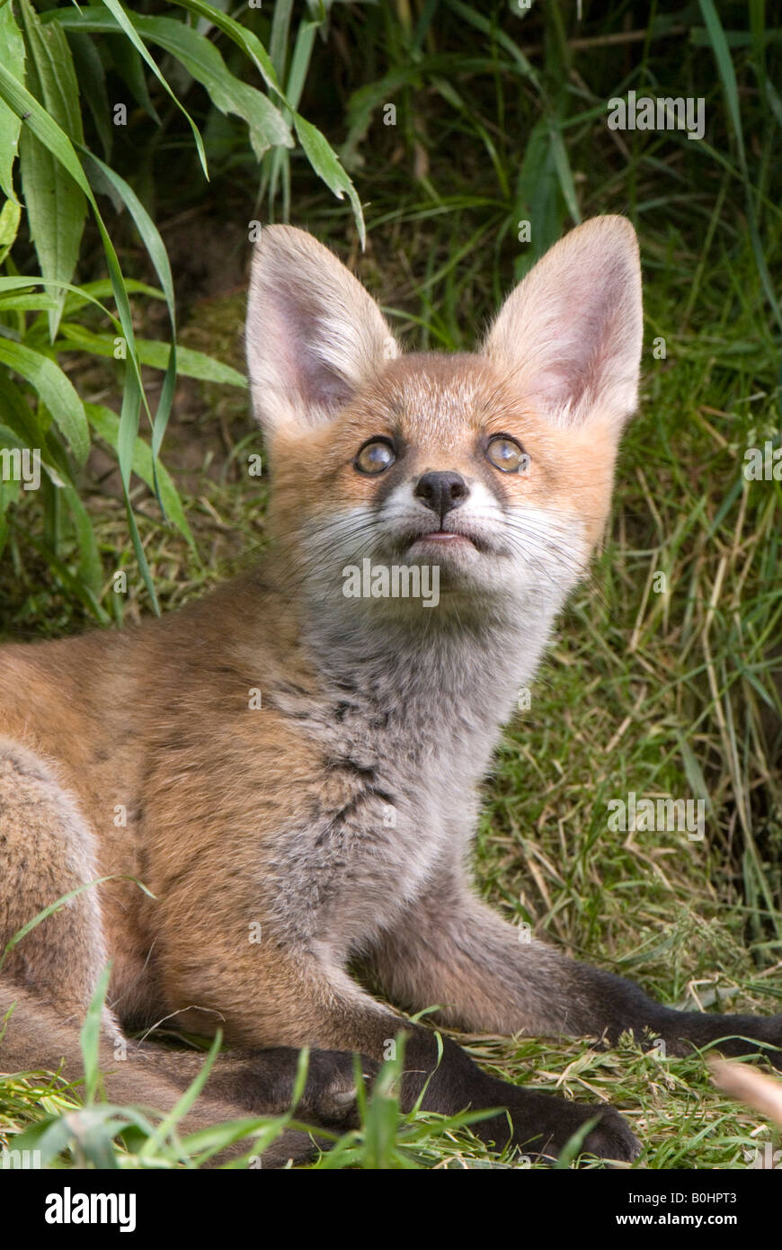 Young Red Fox (Vulpes vulpes), Thaur, Tyrol, Austria, Europe Stock ...