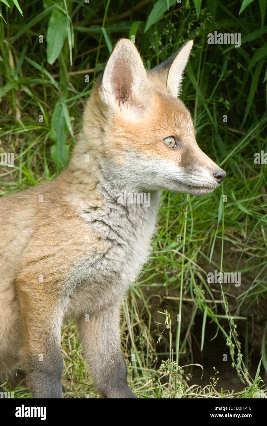 Young Red Fox (Vulpes vulpes), Thaur, Tyrol, Austria, Europe Stock ...