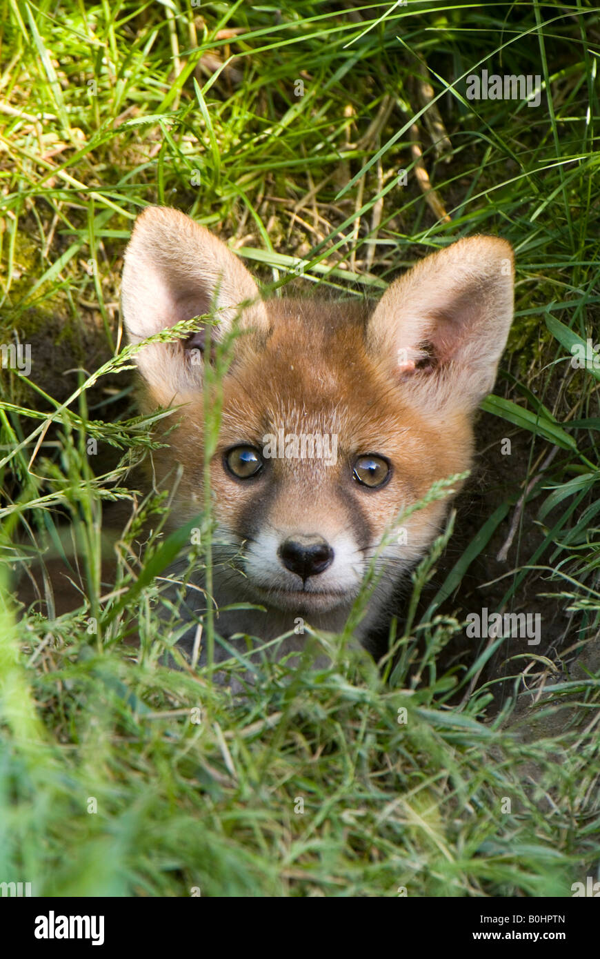 Young Red Fox (Vulpes vulpes), Thaur, Tyrol, Austria, Europe Stock ...