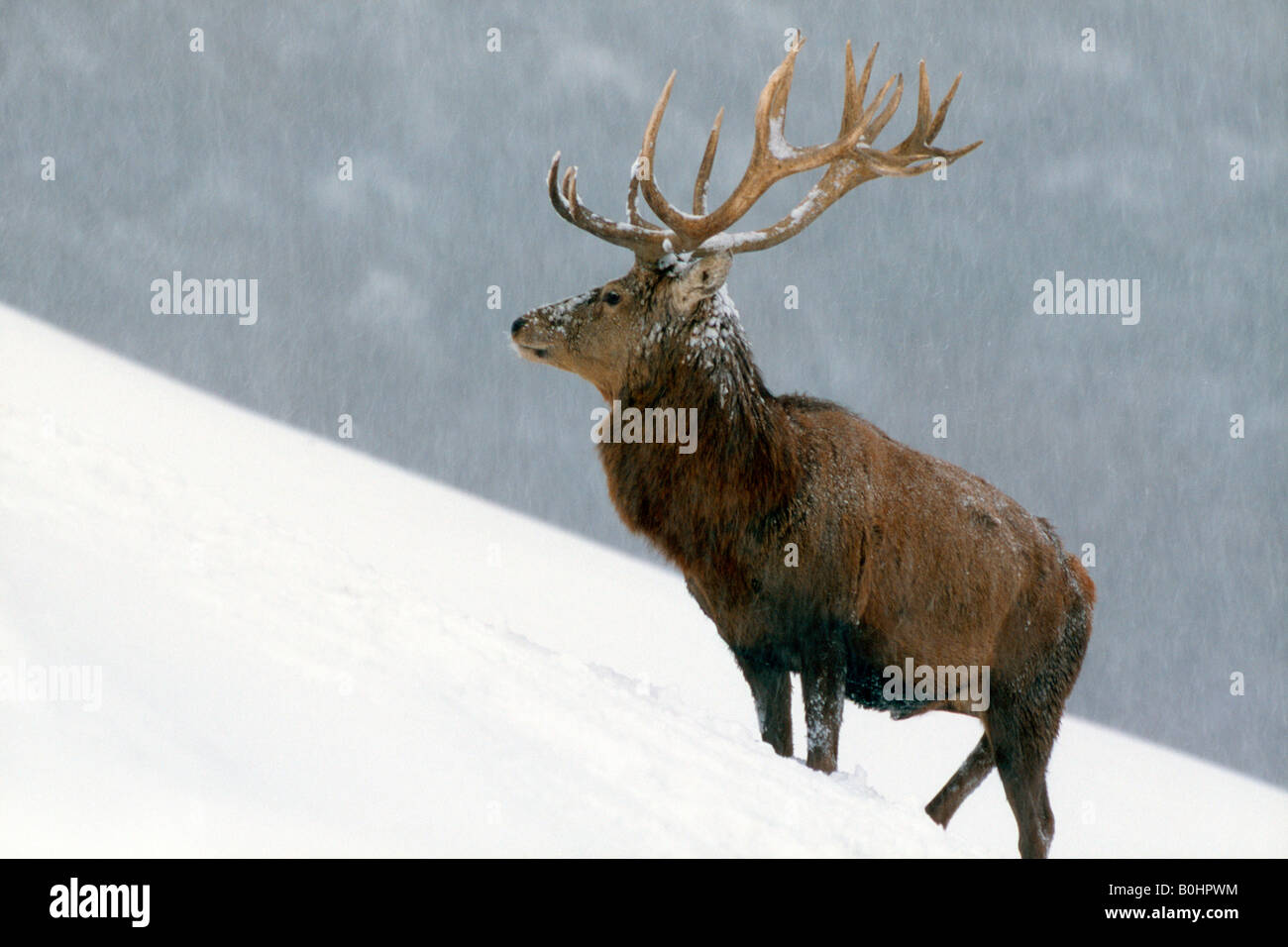 Red Deer (Cervus elaphus), Aurach, Tyrol, Austria, Europe Stock Photo ...