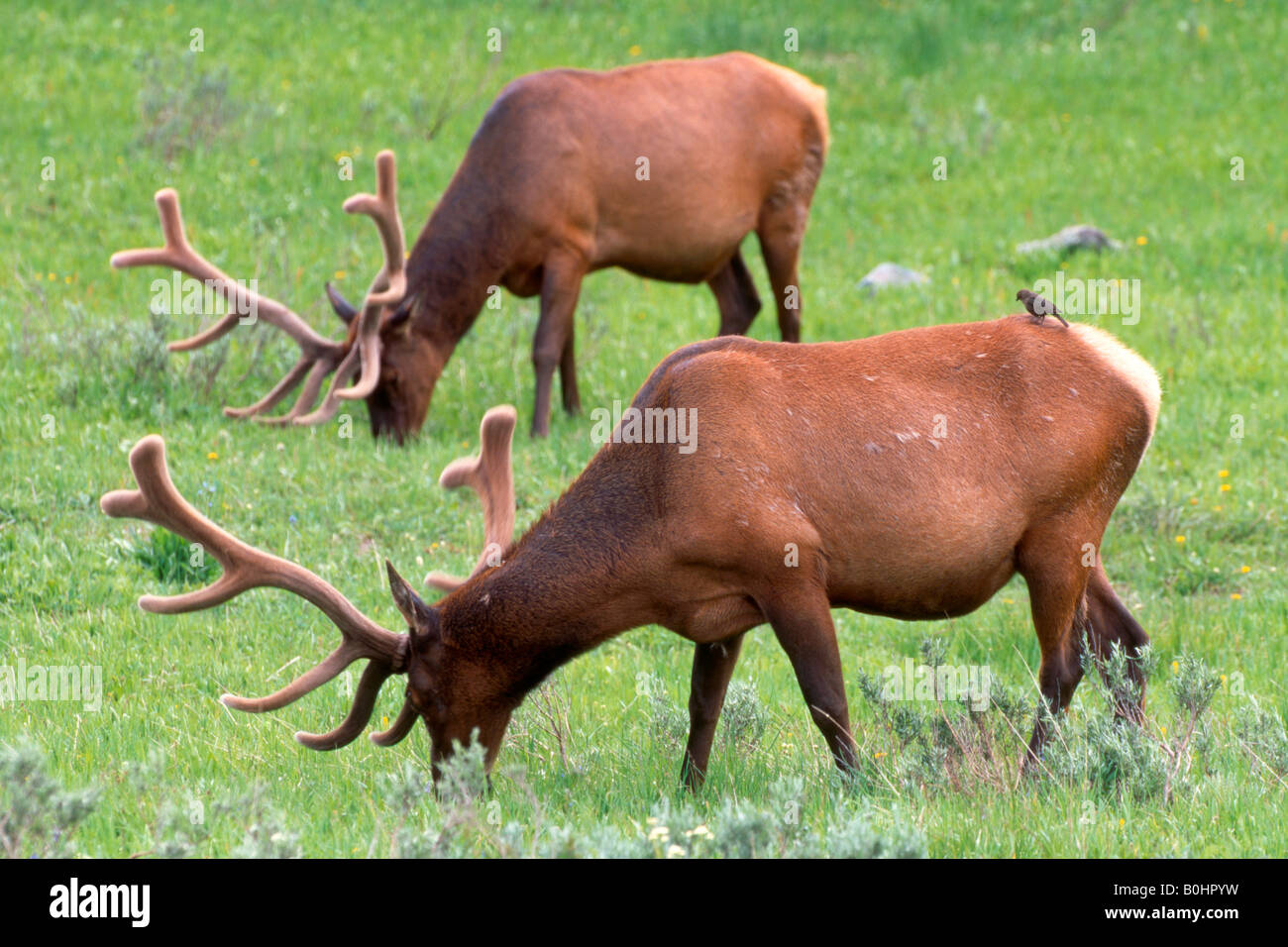 Elch cervus hi-res stock photography and images - Alamy