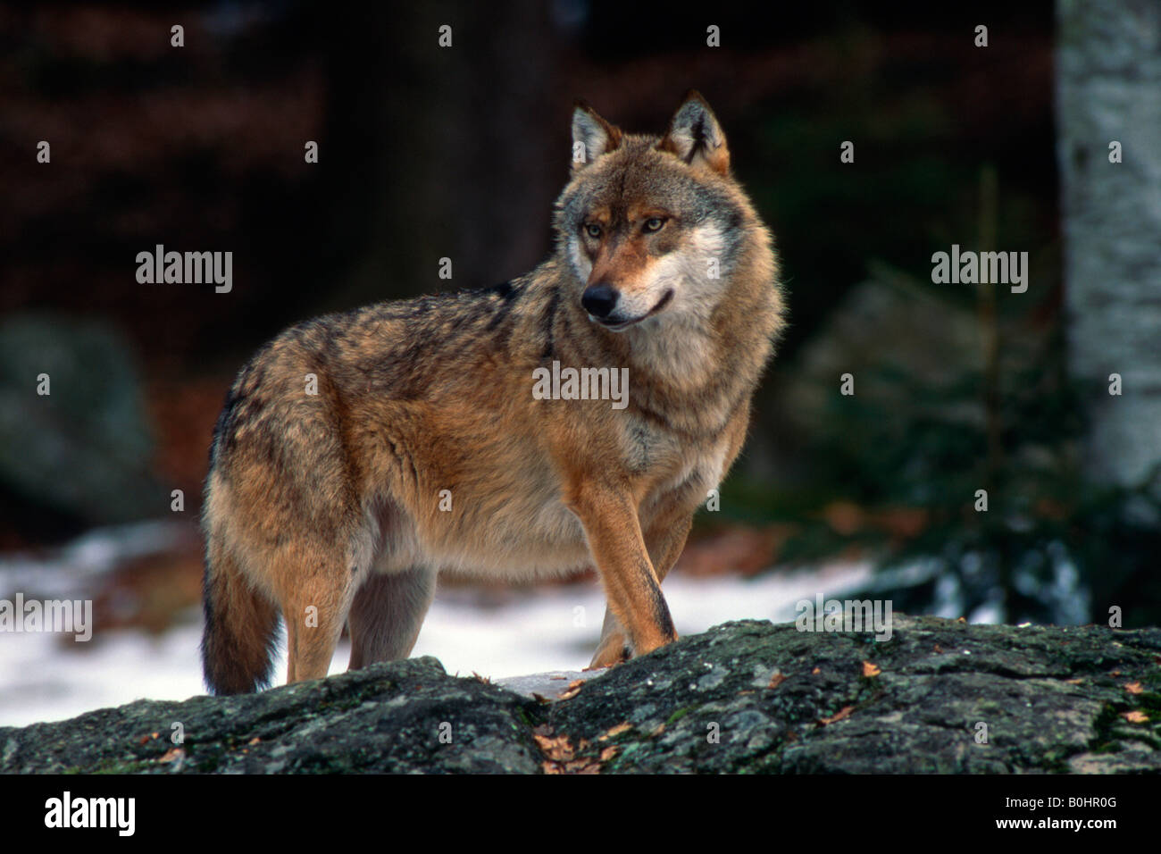 Gray Wolf or Timber Wolf (Canis lupus), Bavarian Forest National Park ...