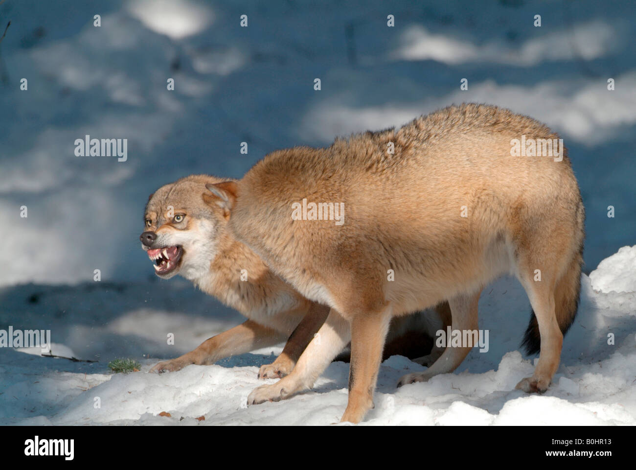 Gray Wolf or Timber Wolf (Canis lupus) growling, snarling, Bavarian ...