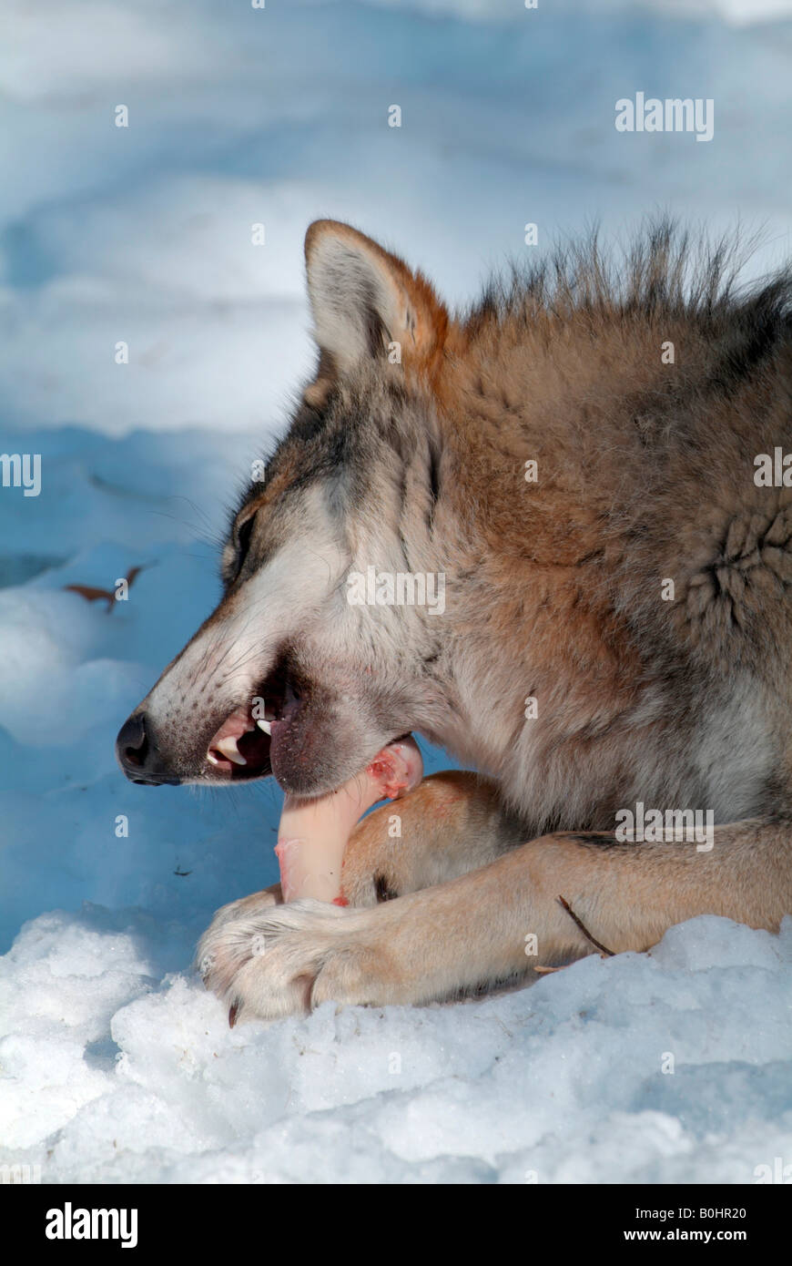 Gray Wolf or Timber Wolf (Canis lupus) gnawing on a bone, Bavarian ...