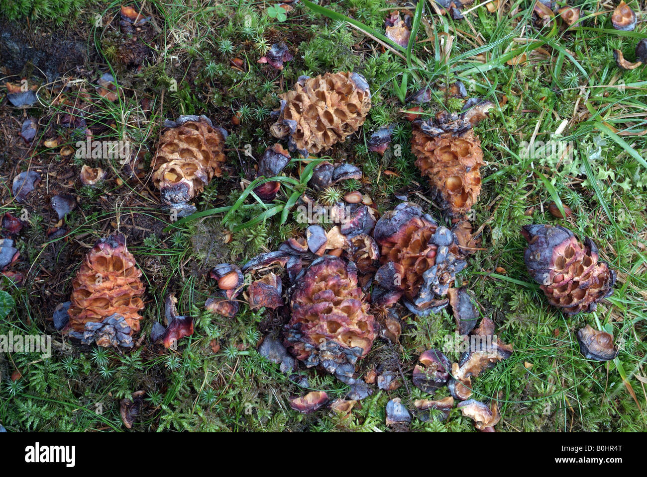 Arve zirbelkiefer pinus cembra hi-res stock photography and images - Alamy