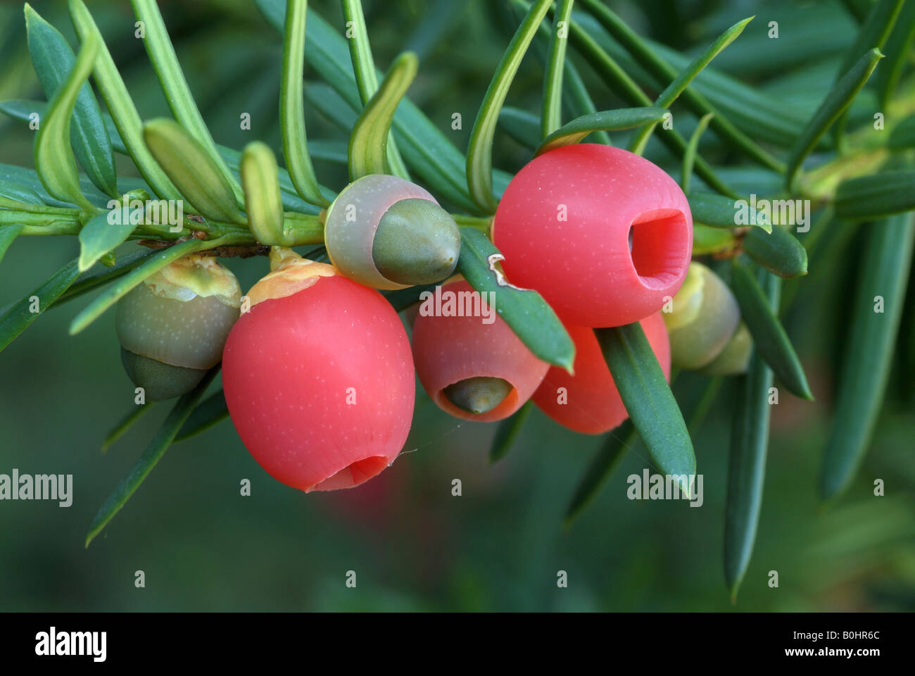 Common yew taxus baccata hi-res stock photography and images - Alamy