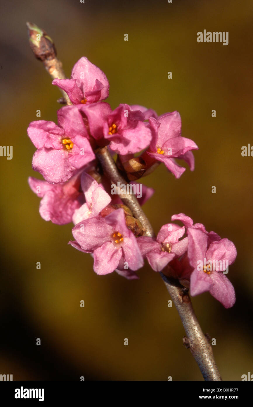 Mezereon or February Daphne (Daphne mezereum), Tyrol, Austria, Europe ...