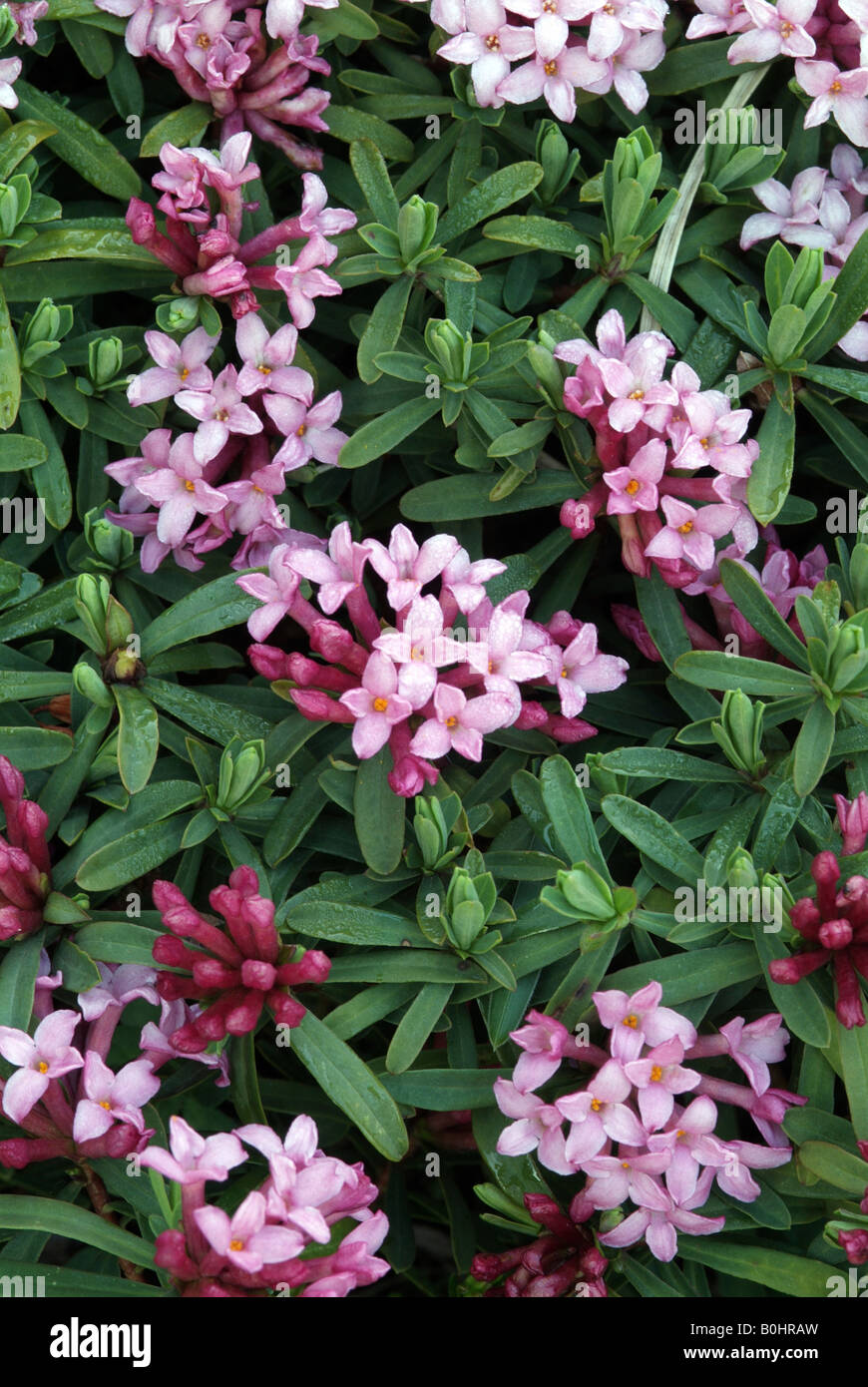 Striped Daphne (Daphne striata), Hohe Tauern National Park, Salzburg ...