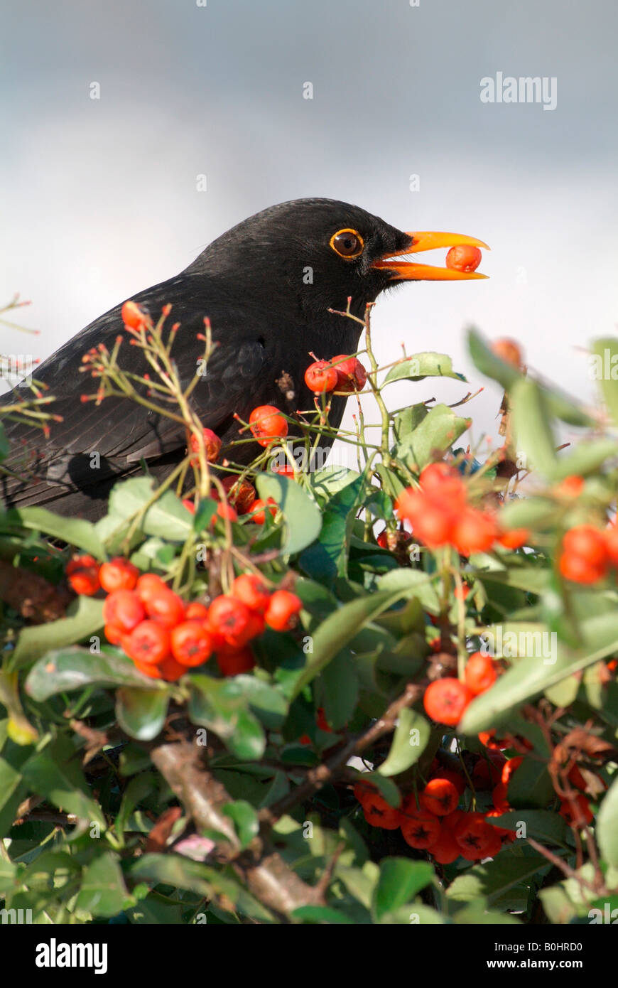 Amsel turdus merula turdidae hi-res stock photography and images - Alamy
