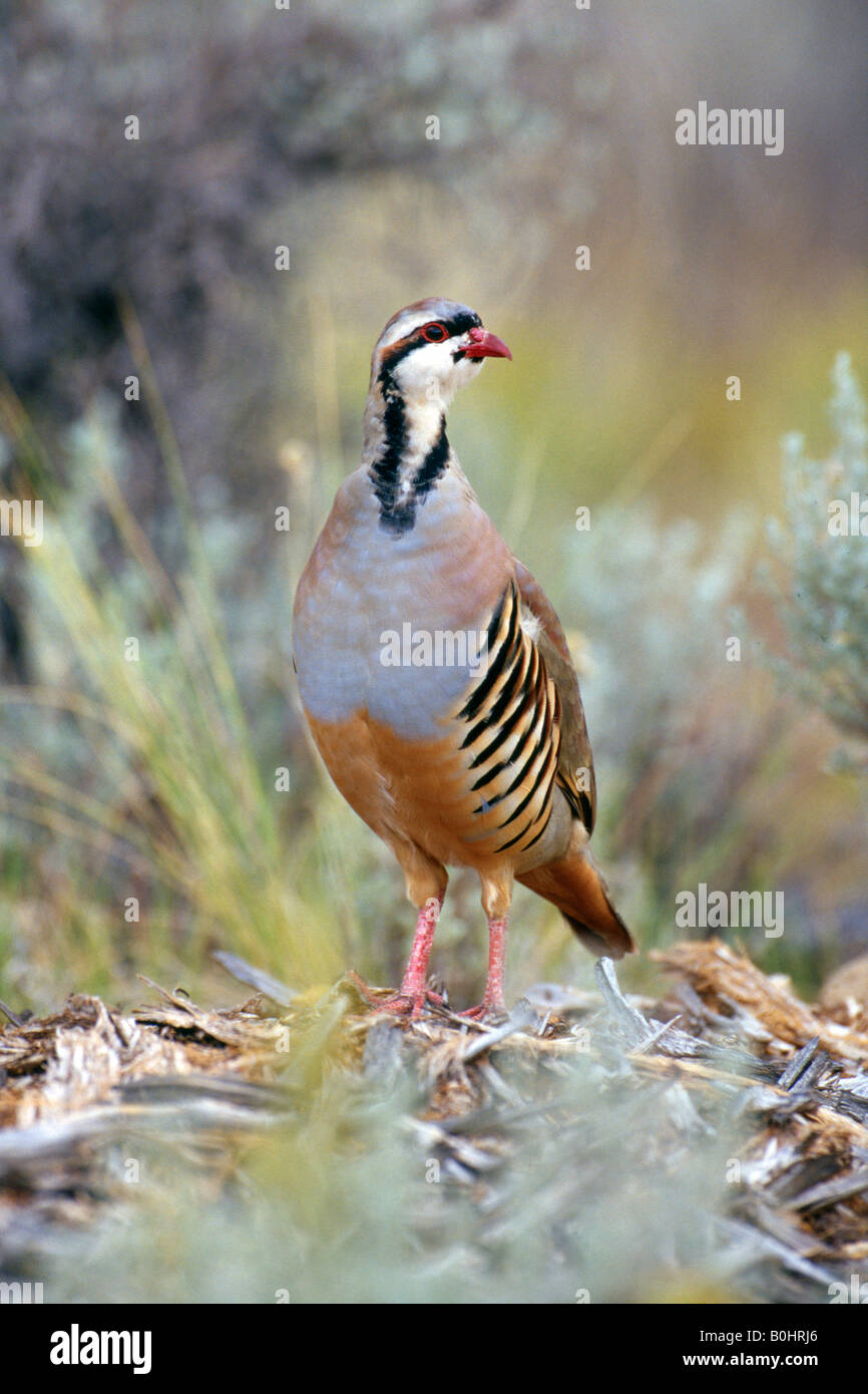 Chukar (Alectoris chukar), Kodachrome Valley State Park, Utah, USA ...