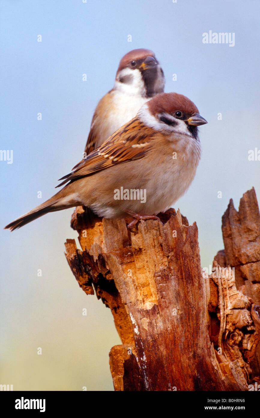 Tree sparrow passer montanus hi-res stock photography and images - Alamy