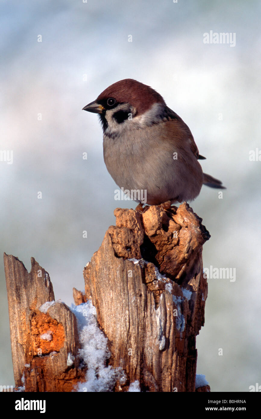 Passer montanus spatz hi-res stock photography and images - Alamy