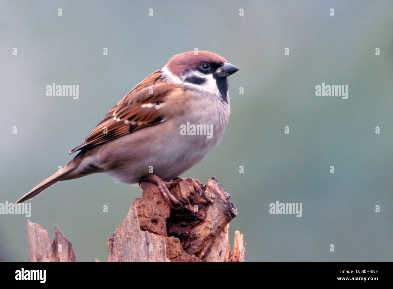 Sparrow hi-res stock photography and images - Alamy