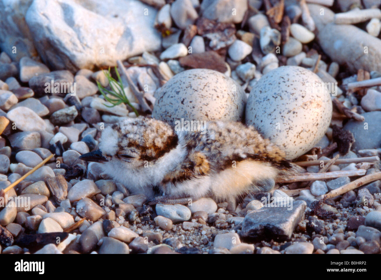 Ringed plover egg hi-res stock photography and images - Alamy