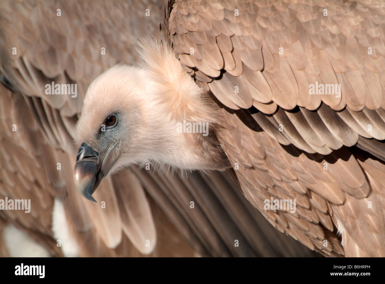 Griffon Vulture (Gyps fulvus), Bavarian Forest National Park, Bavaria ...