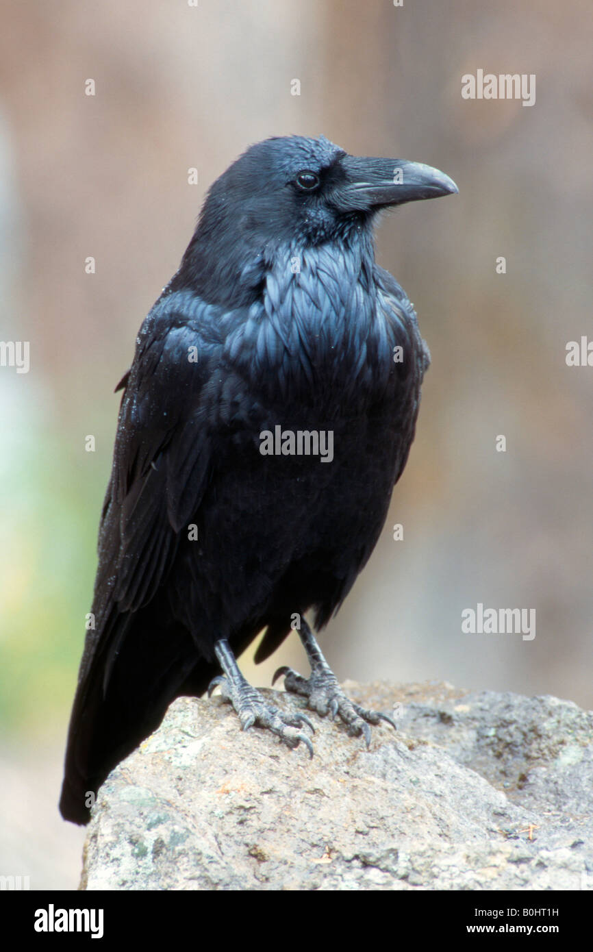 Common raven corvus corax hi-res stock photography and images - Alamy
