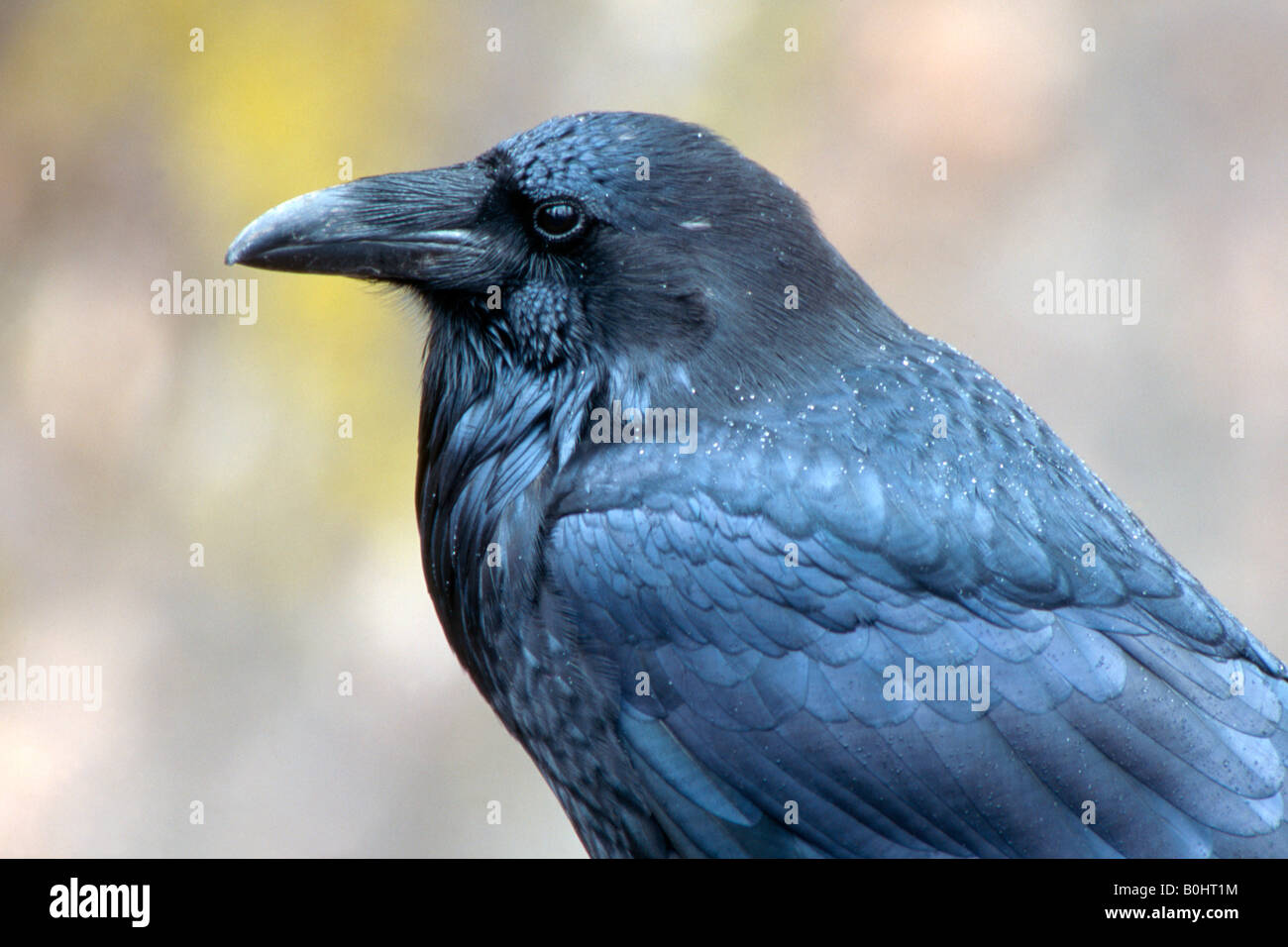 Singing mountain austria hi-res stock photography and images - Alamy
