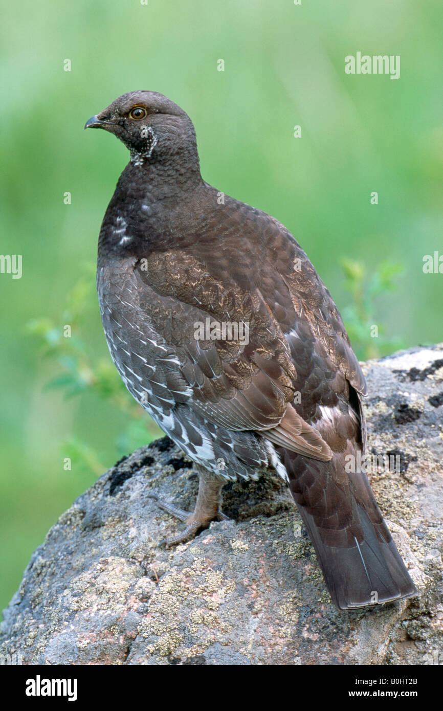 Dusky - or Blue Grouse (Dendragapus obscurus), Canada Stock Photo - Alamy
