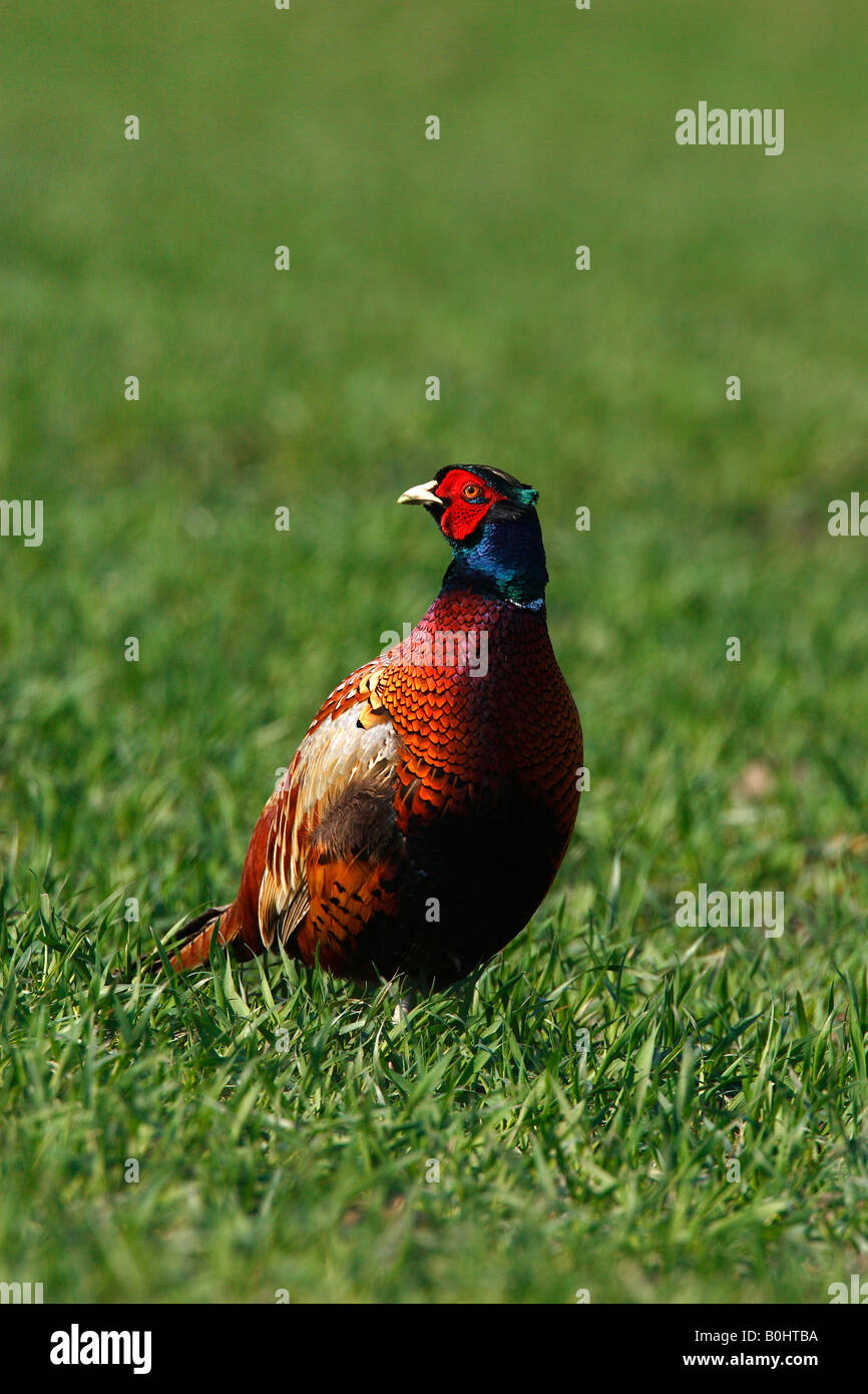 Male Common Pheasant, (Phasianus colchicus), Schleswig-Holstein ...
