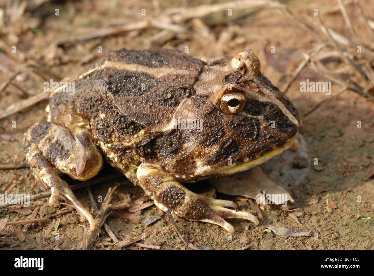 Close-up of a Chacoan Horned Frog or Cranwell's Horned Frog ...