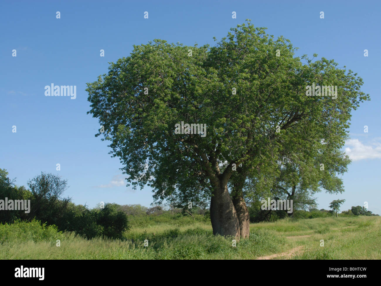 Floss Silk Tree (Chorisia insignis), Boqueron, Gran Chaco, Paraguay ...