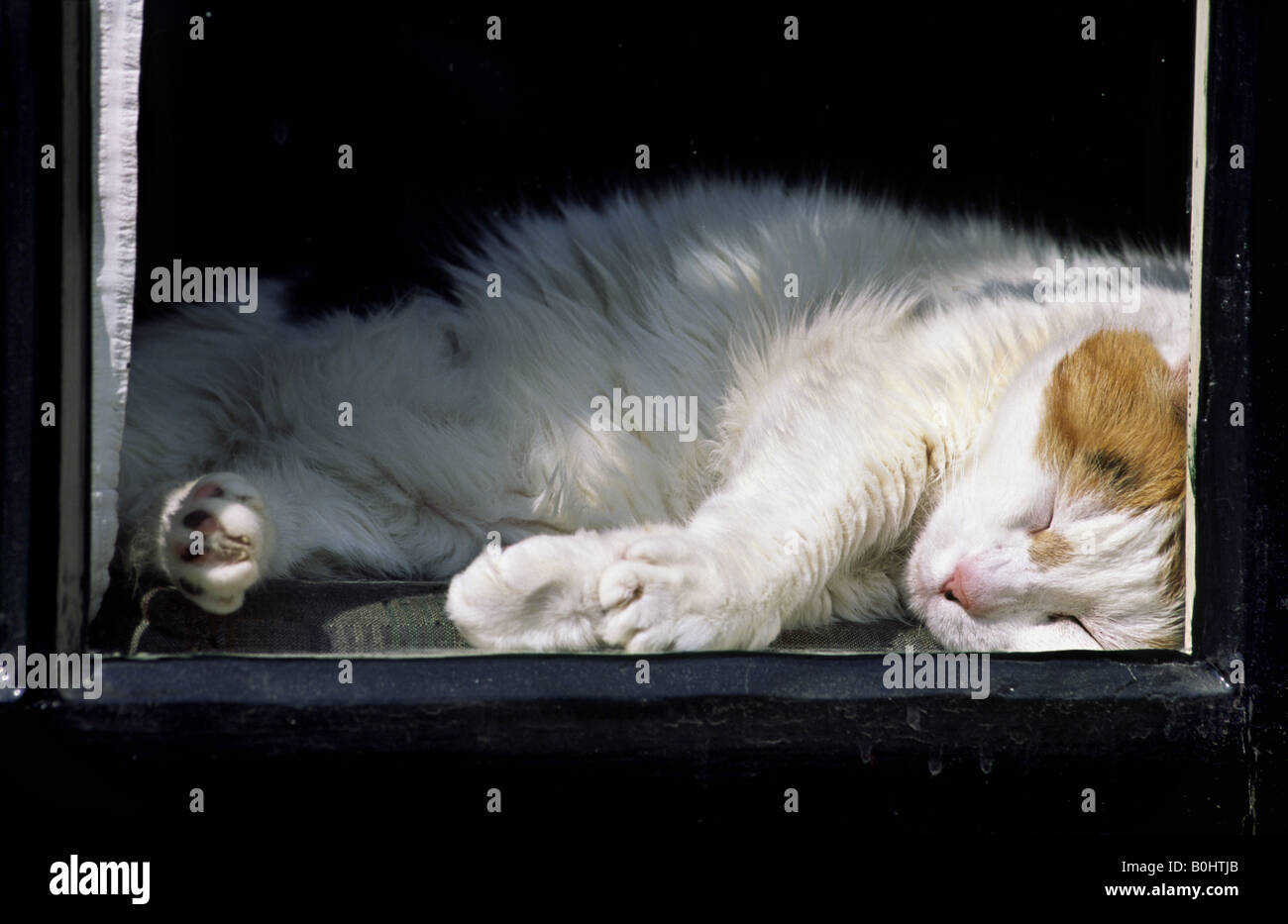 Cat sleeping in a window. Amsterdam, Netherlands Stock Photo - Alamy