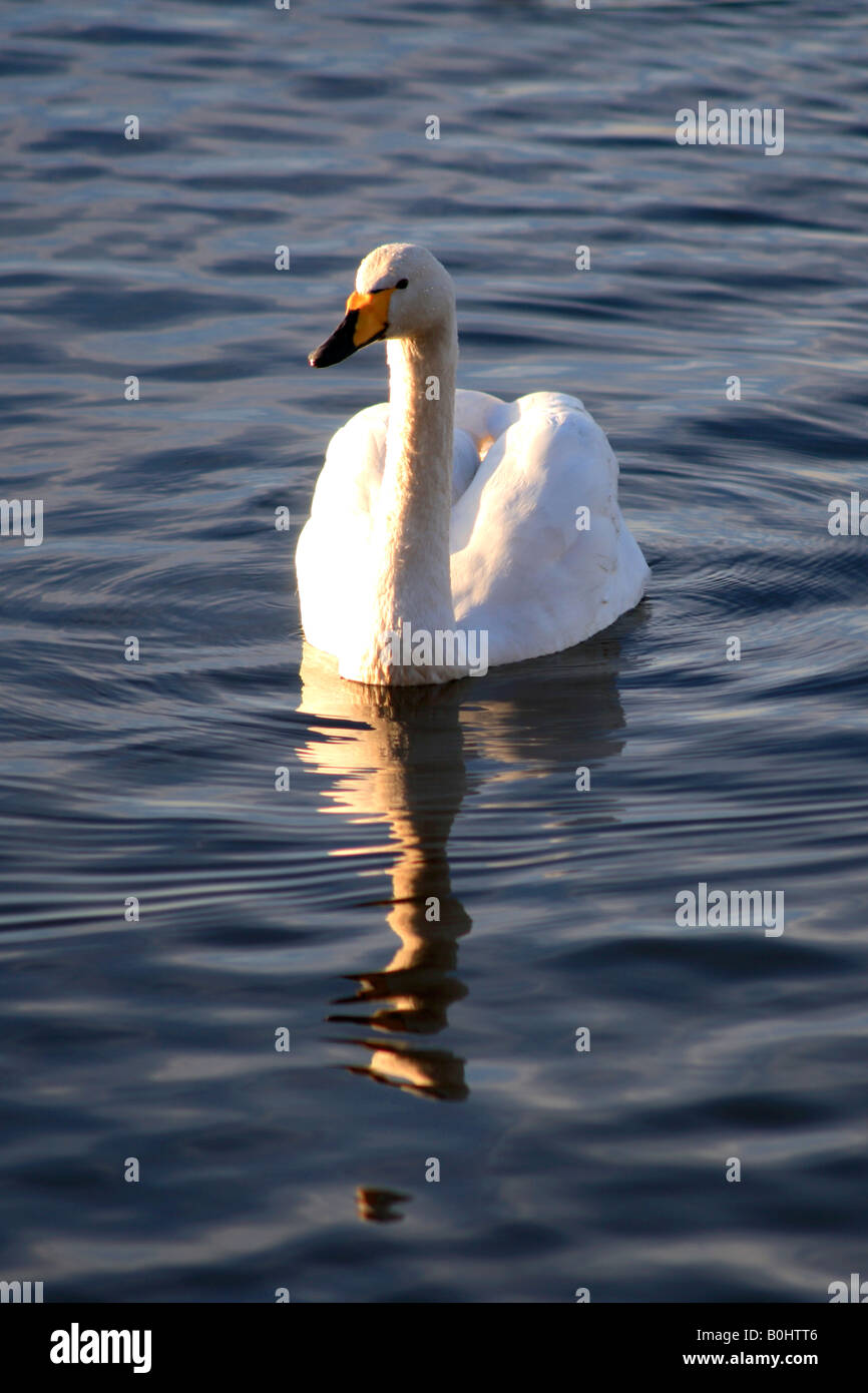 Adult Whooper Swans Cygnus cygnus bird WWT Welney Washes Reserve ...