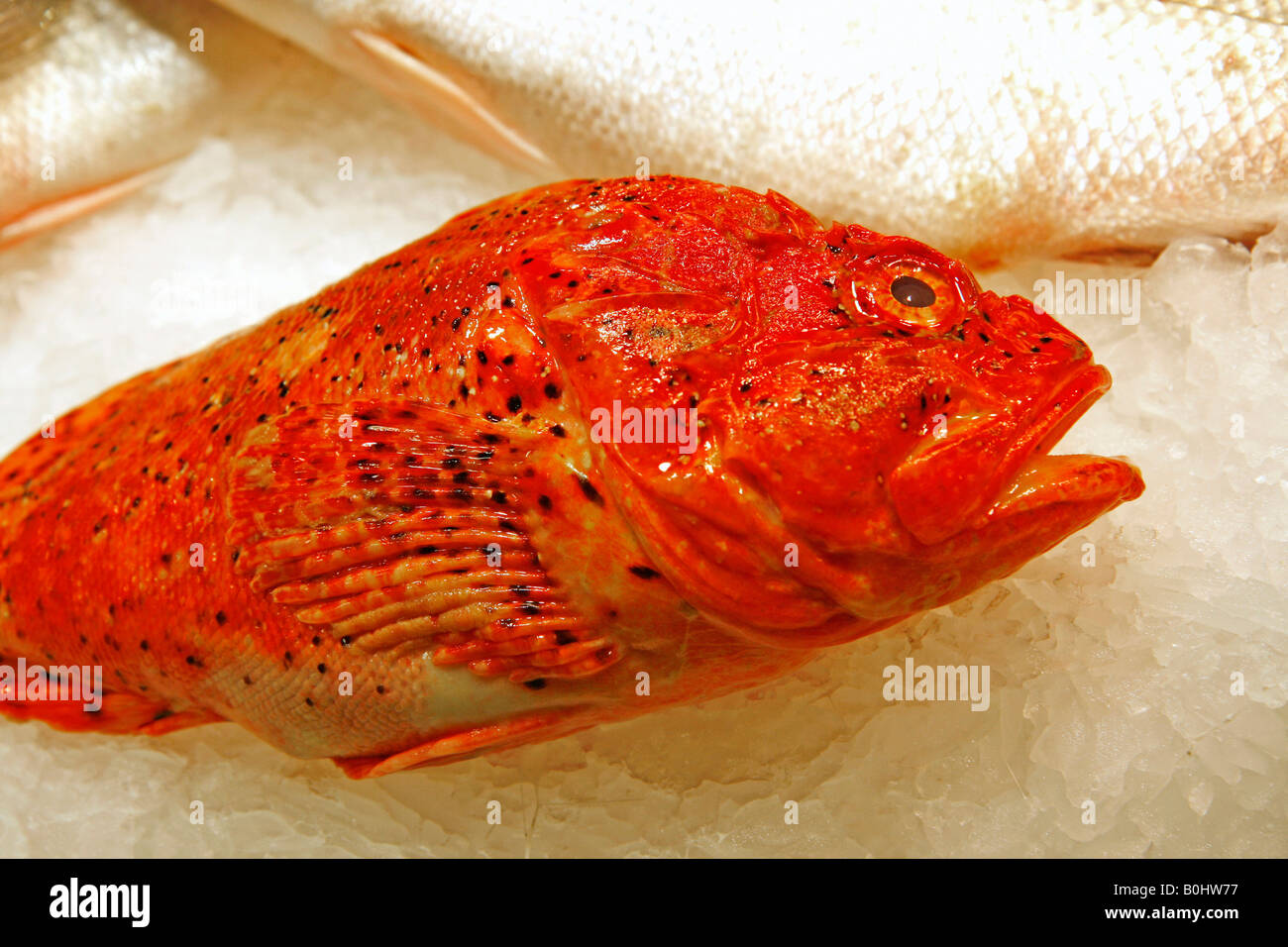 Sebastes marinus hi-res stock photography and images - Alamy