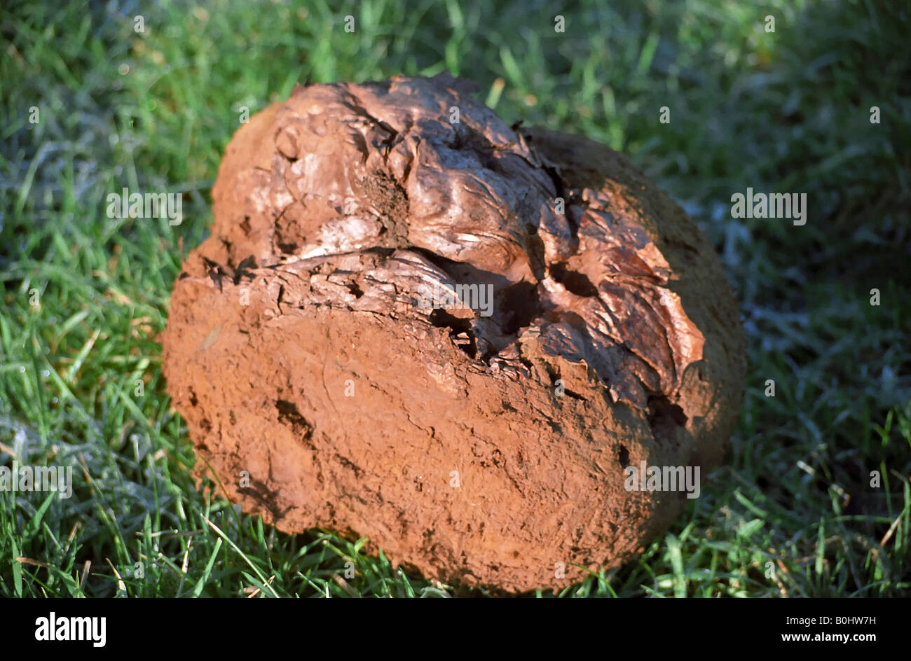 Puffball releasing spores hi-res stock photography and images - Alamy