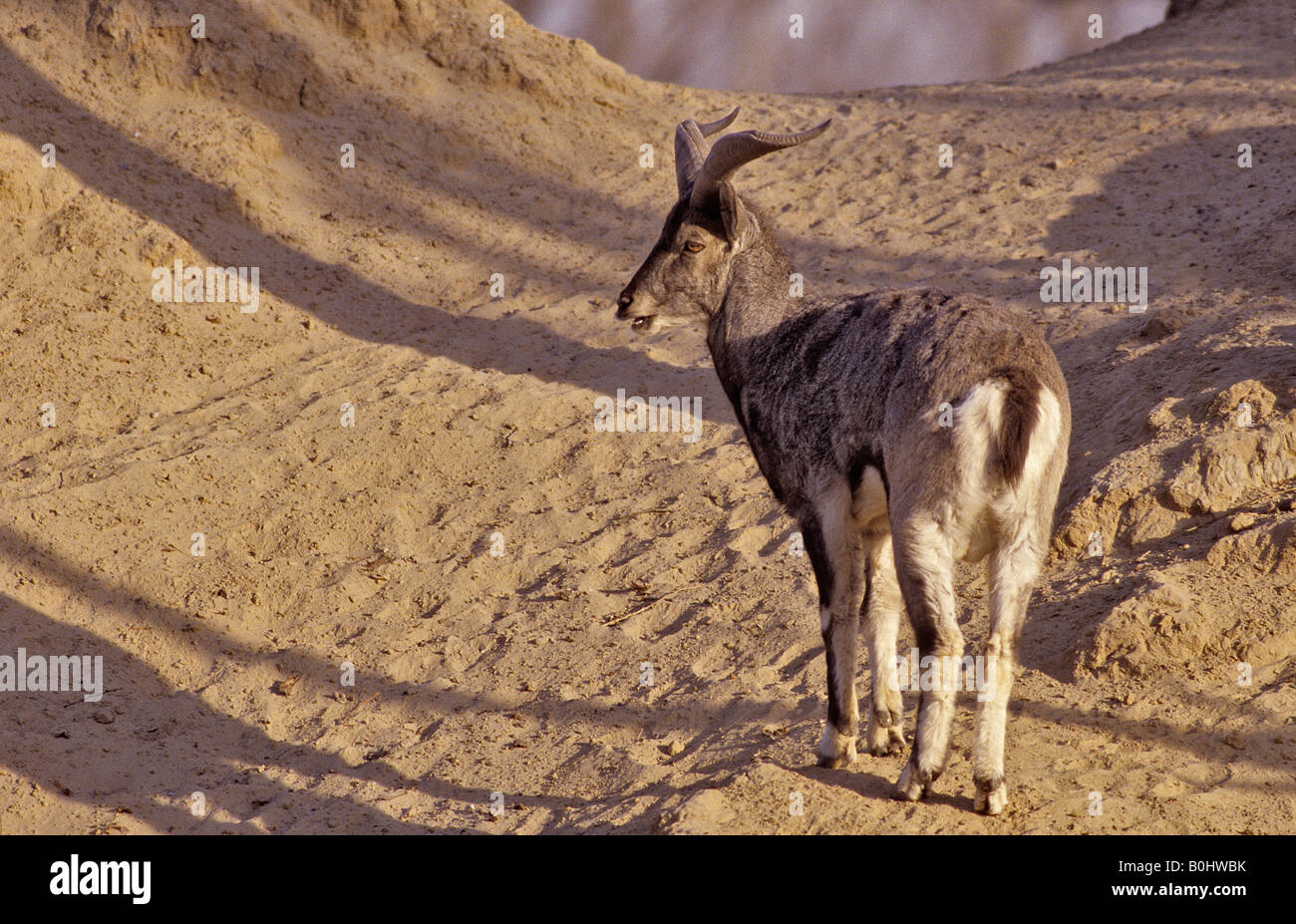 Blue sheep hi-res stock photography and images - Alamy