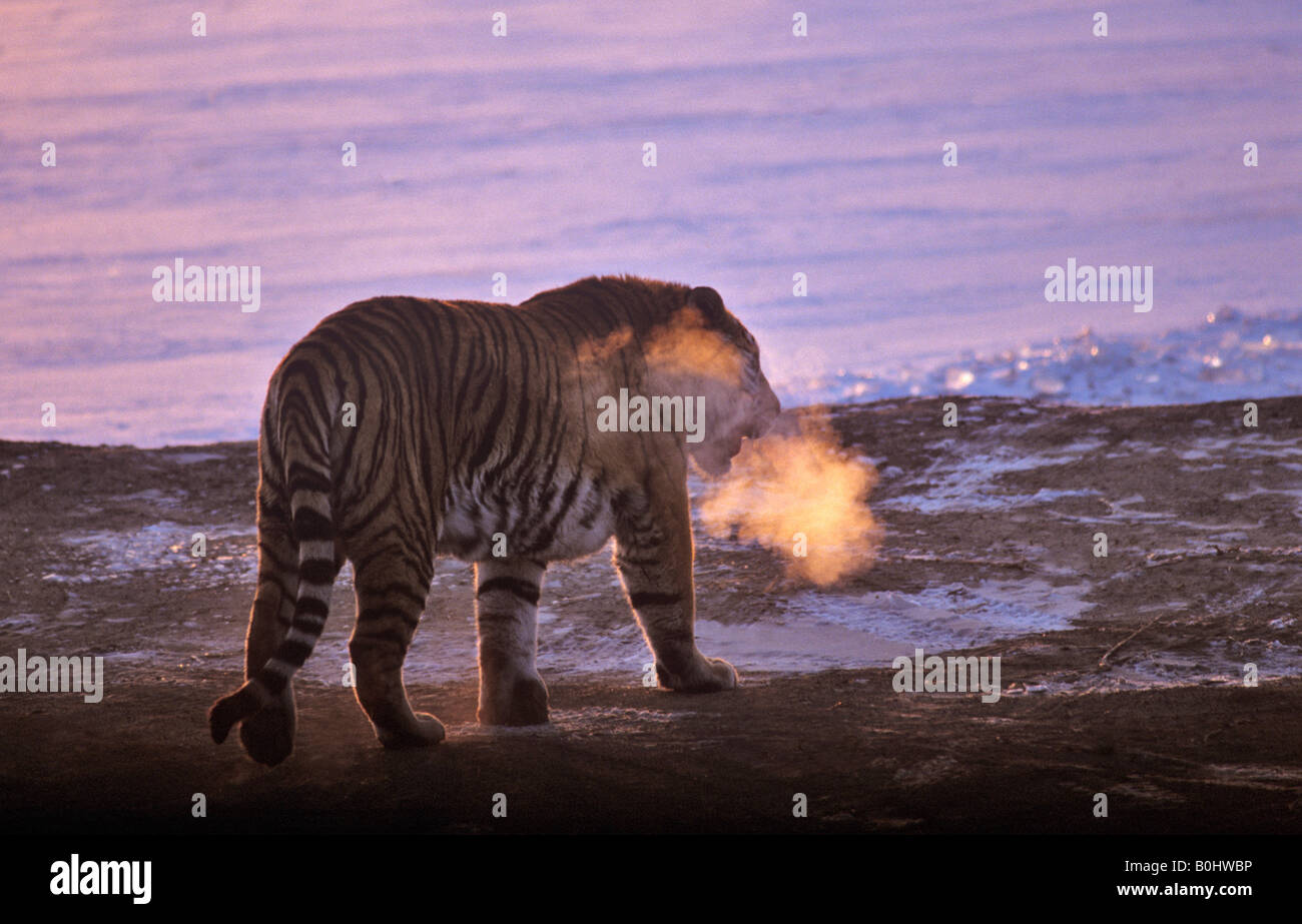 Siberian or amur tiger Panthera tigris altaica breathing out in cold ...