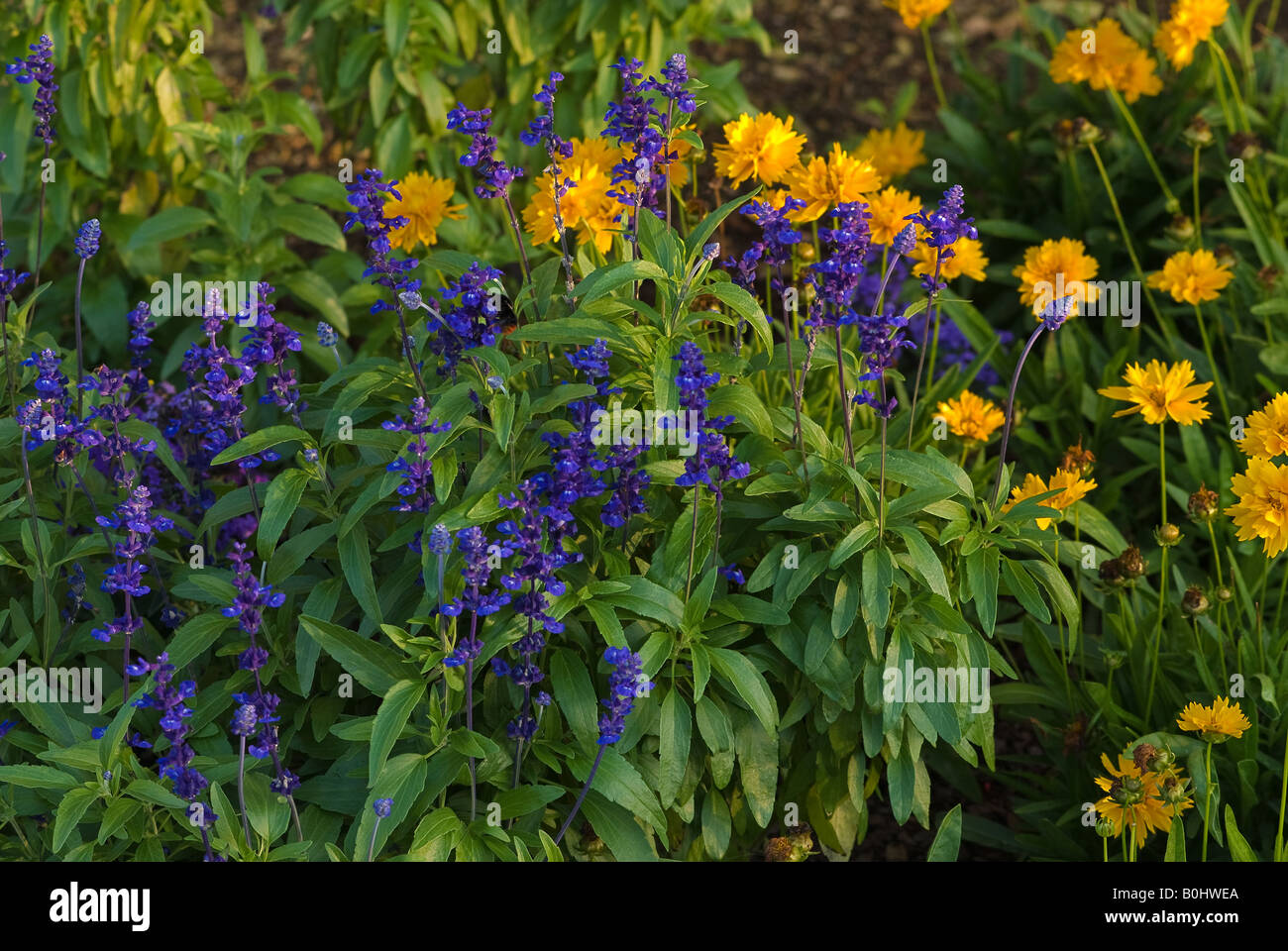Garden with a contrast colours Stock Photo - Alamy