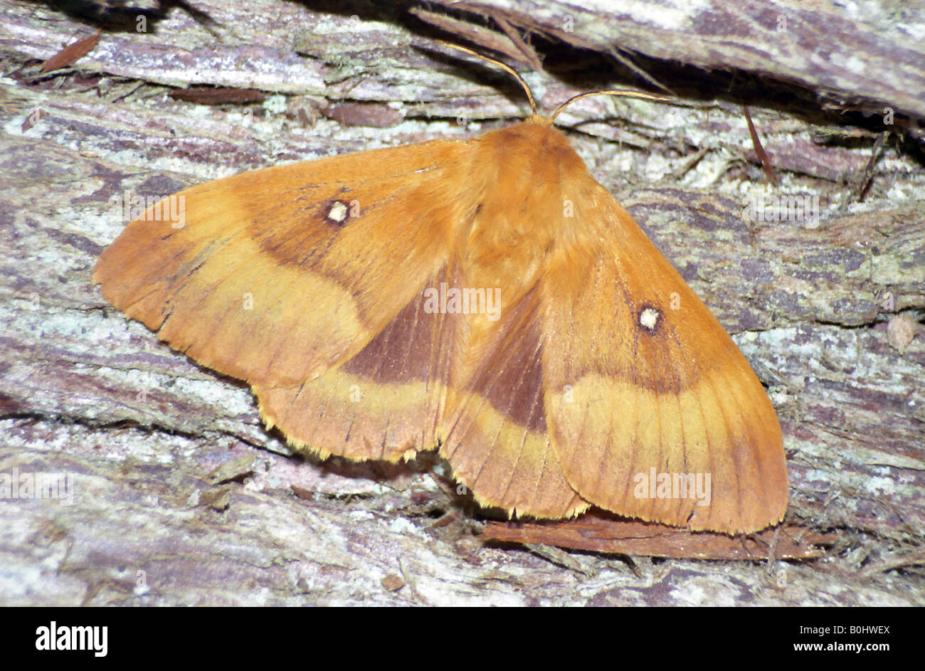 Oak Eggar Moth Stock Photo - Alamy