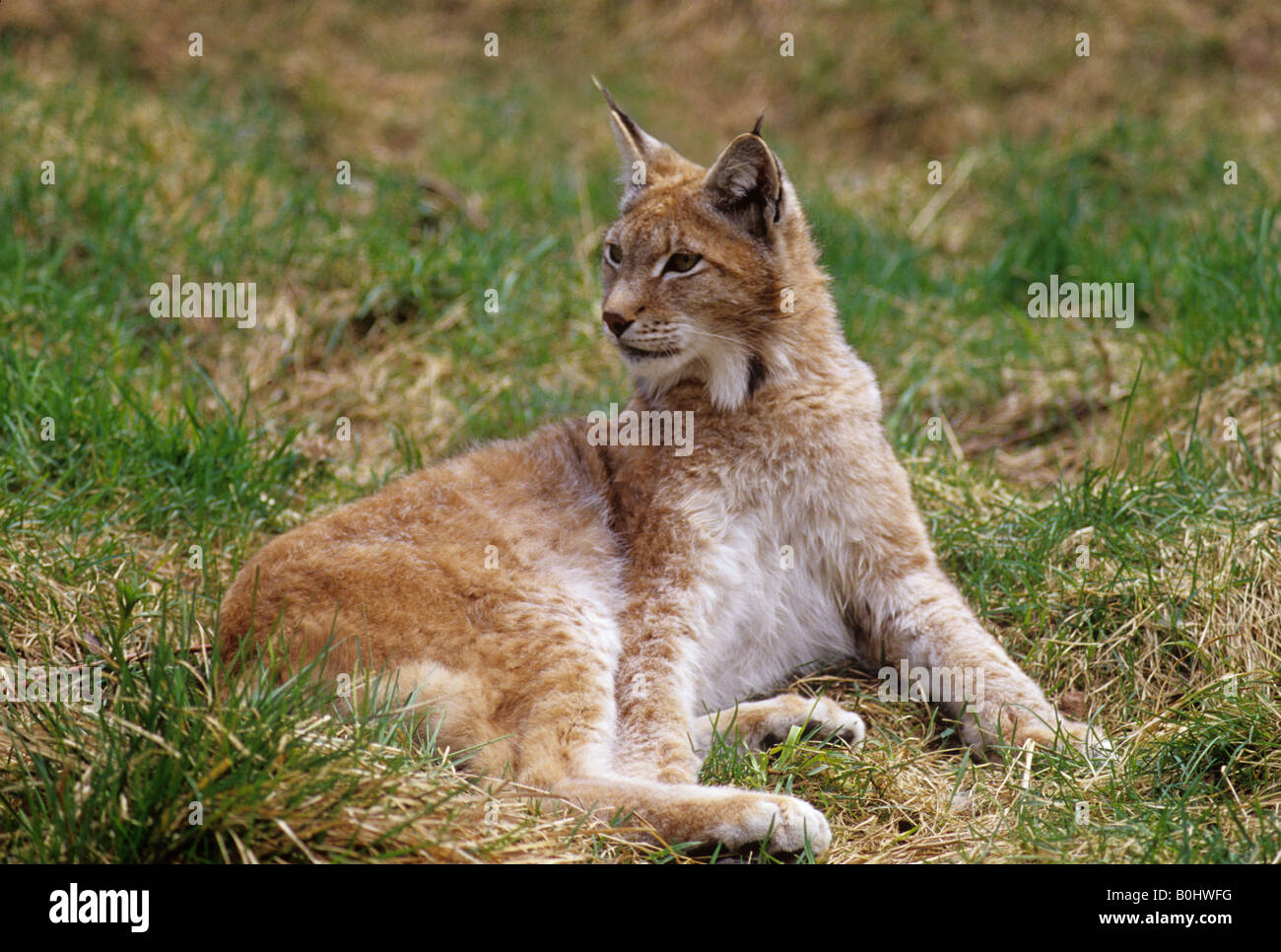 European lynx Lynx lynx showing ear tufts Stock Photo - Alamy