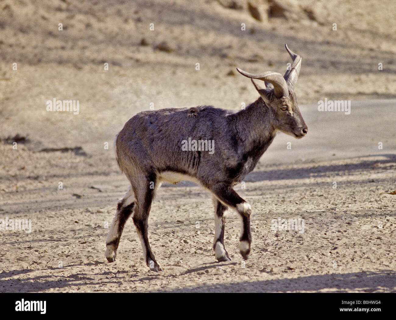 Blue sheep hi-res stock photography and images - Alamy