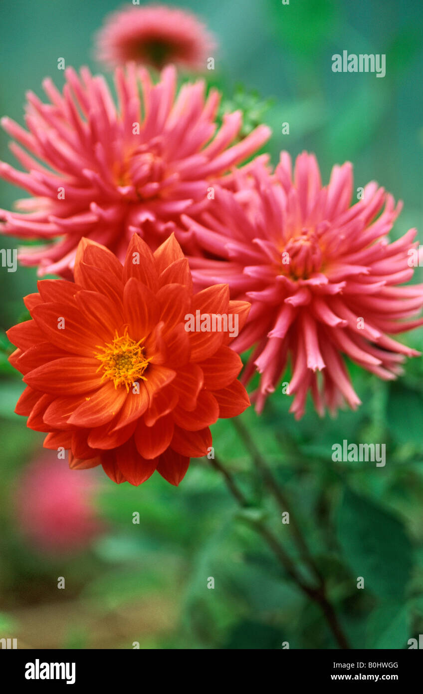 Dahlia Tarachi Ruby with Dahlia Pink Shirley Alliance Stock Photo - Alamy