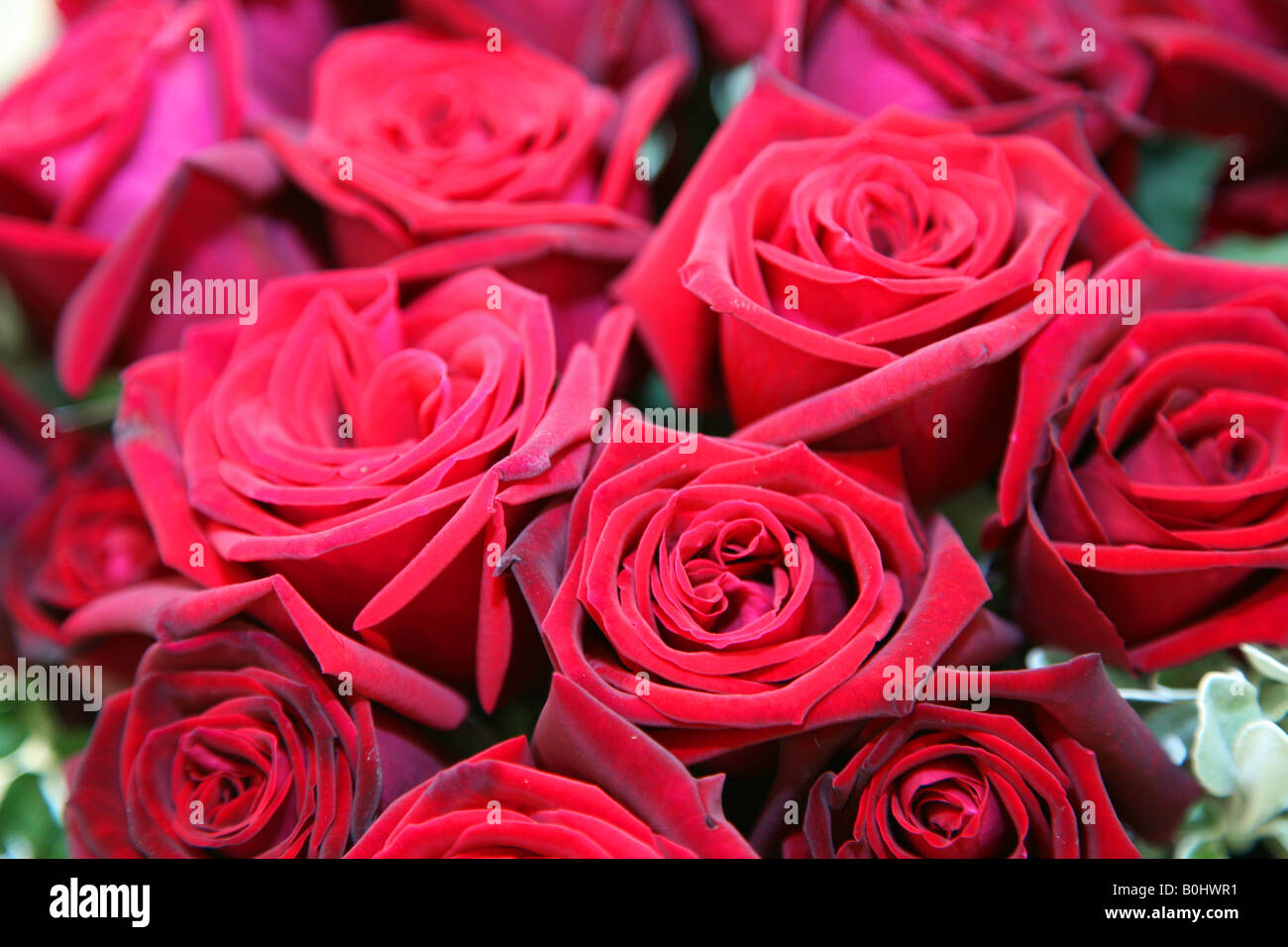 Roses Deep Secret Stock Photo - Alamy