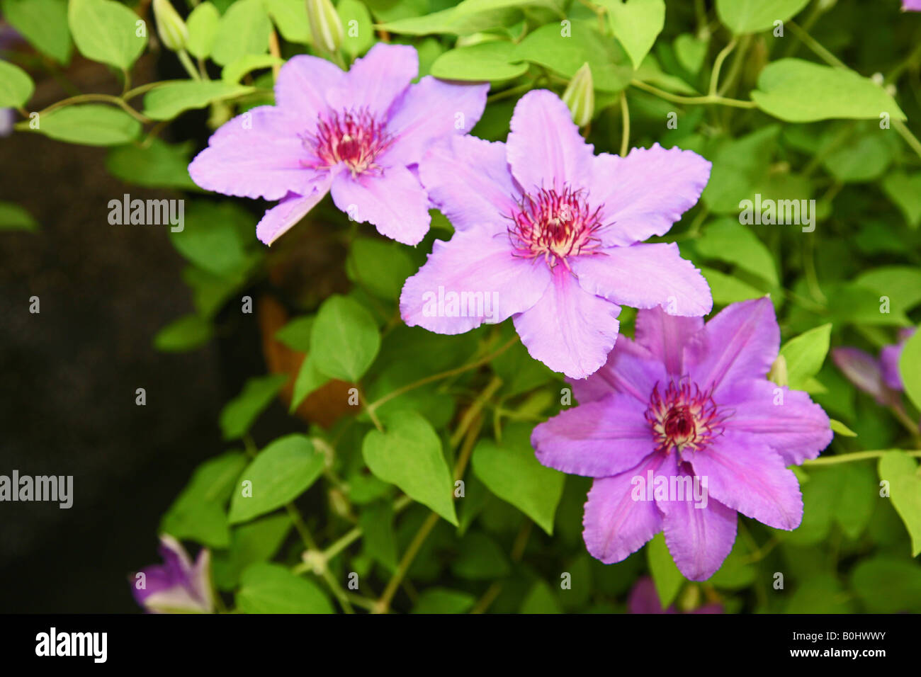 Parisienne hi-res stock photography and images - Alamy