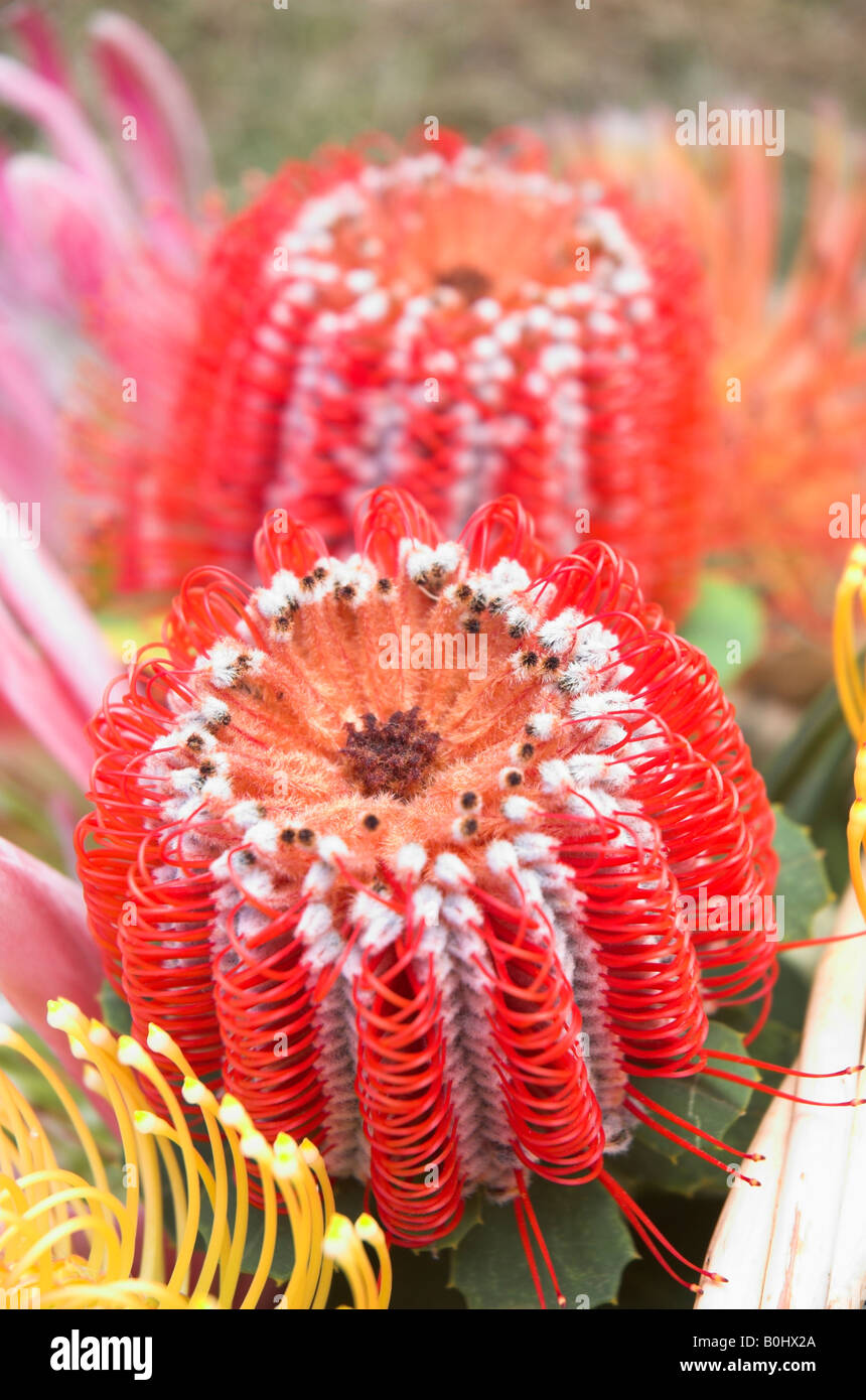 Australian Native Flowers High Resolution Stock Photography and Images ...