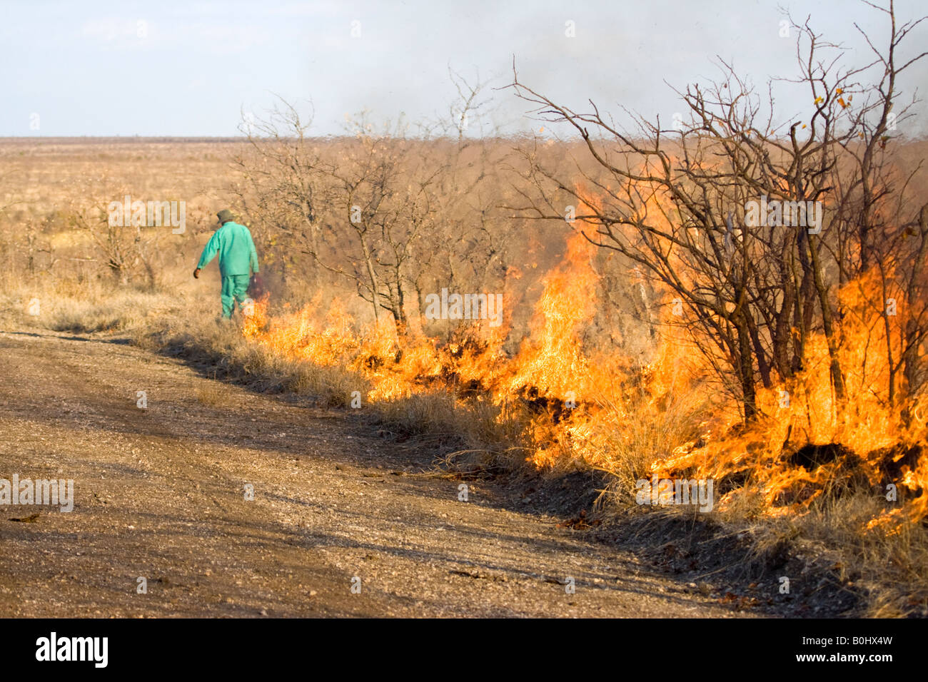 A fire worker ignites a controlled fire using a drip torch Stock Photo ...