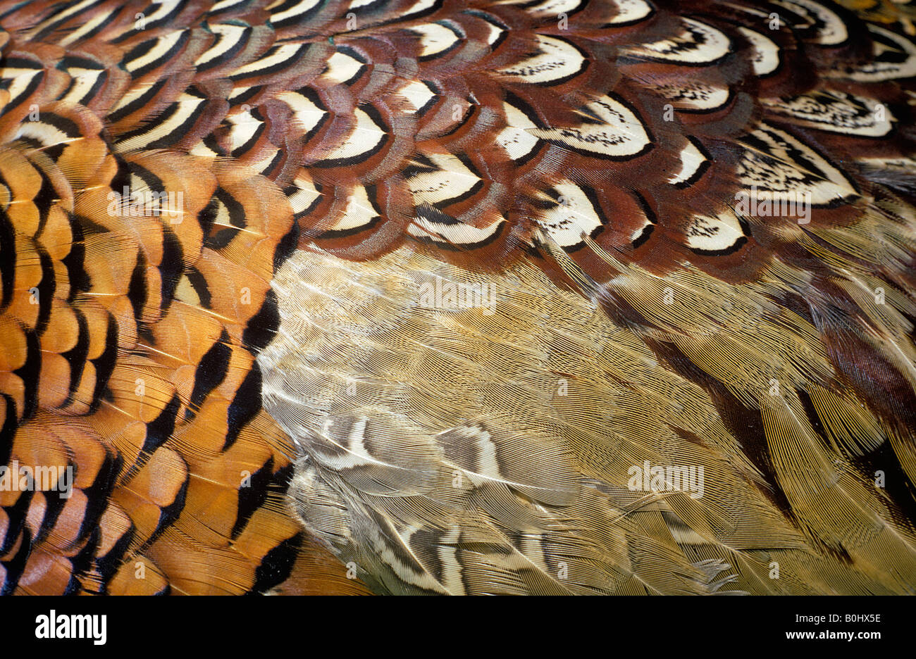 Brightly coloured contour feathers of cock pheasant Phasianus colchicus ...